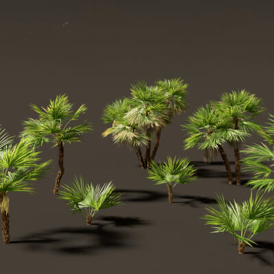 Acoelorrhaphe Wrightii - Everglades Palm 3D Model by 3dgardenplants
