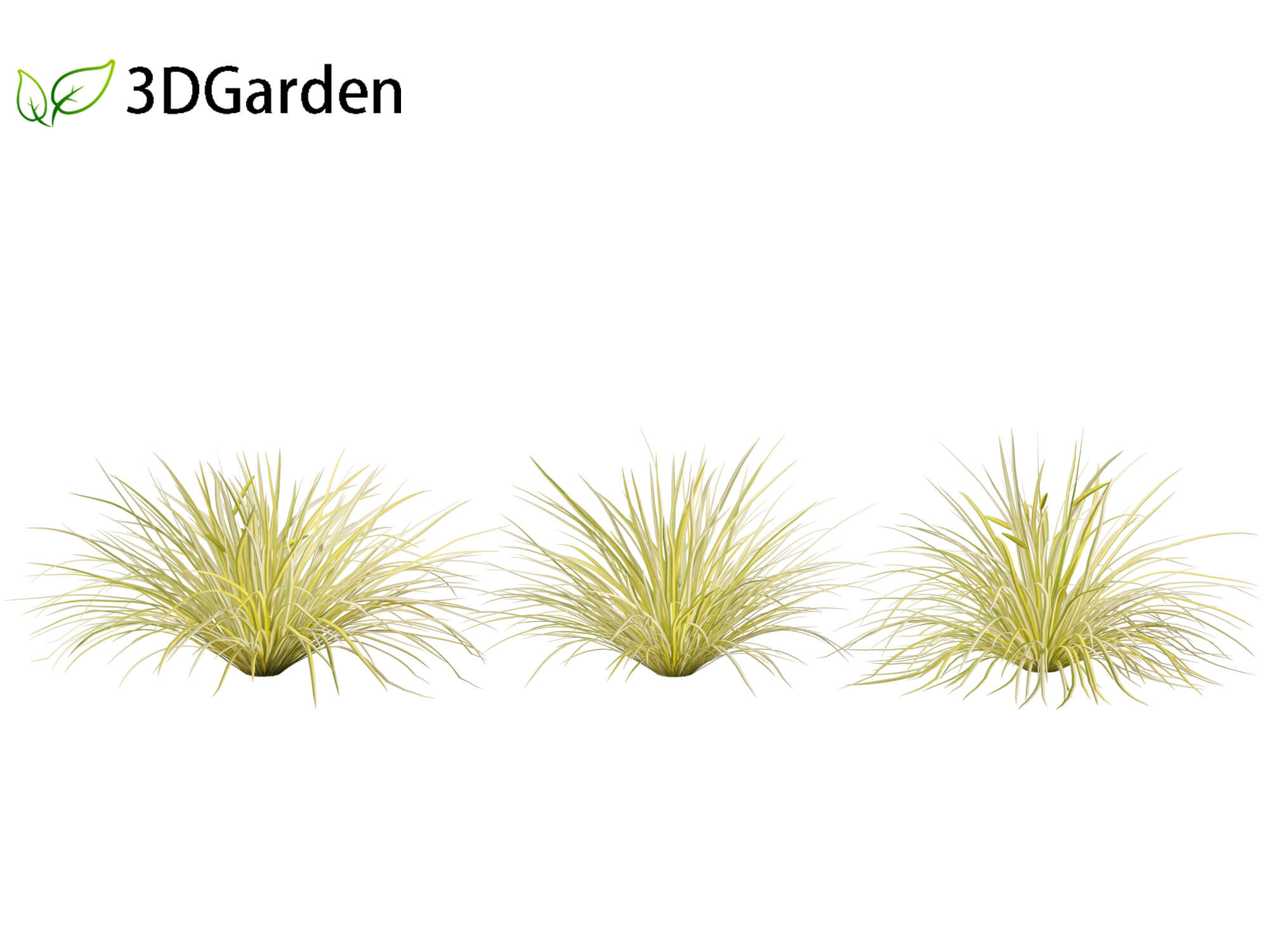 Acorus Gramineus - Grassy-Leaved Sweet Flag 3D Model by 3dgardenplants