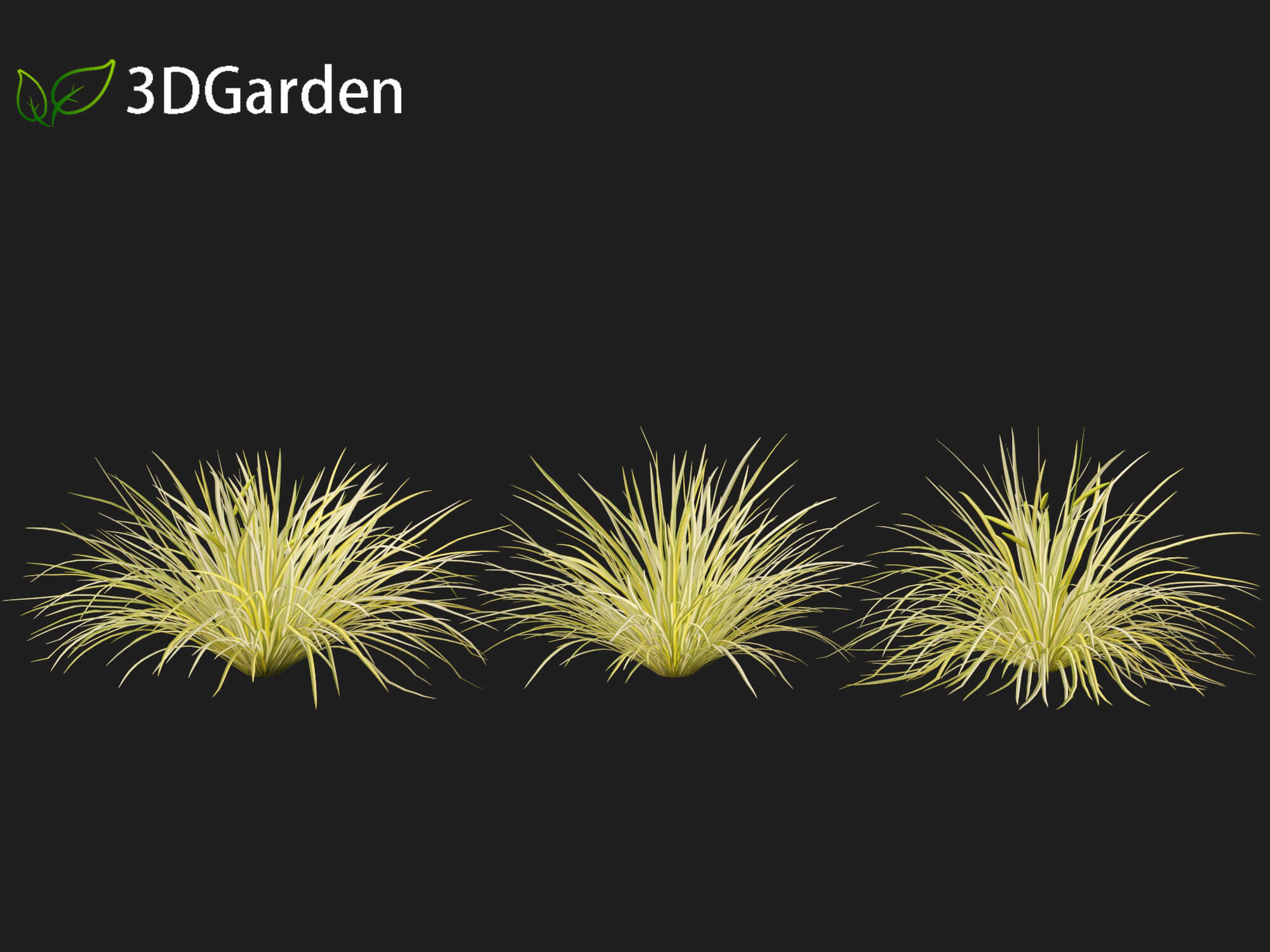 Acorus Gramineus - Grassy-Leaved Sweet Flag 3D Model by 3dgardenplants