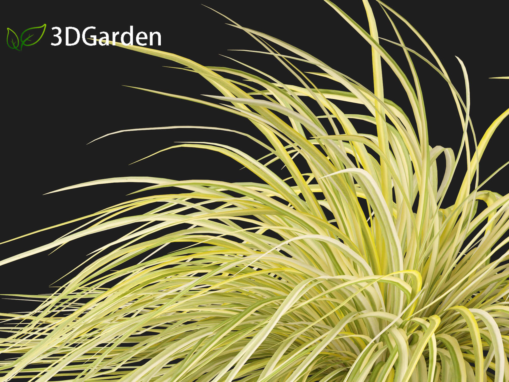 Acorus Gramineus - Grassy-Leaved Sweet Flag 3D Model by 3dgardenplants
