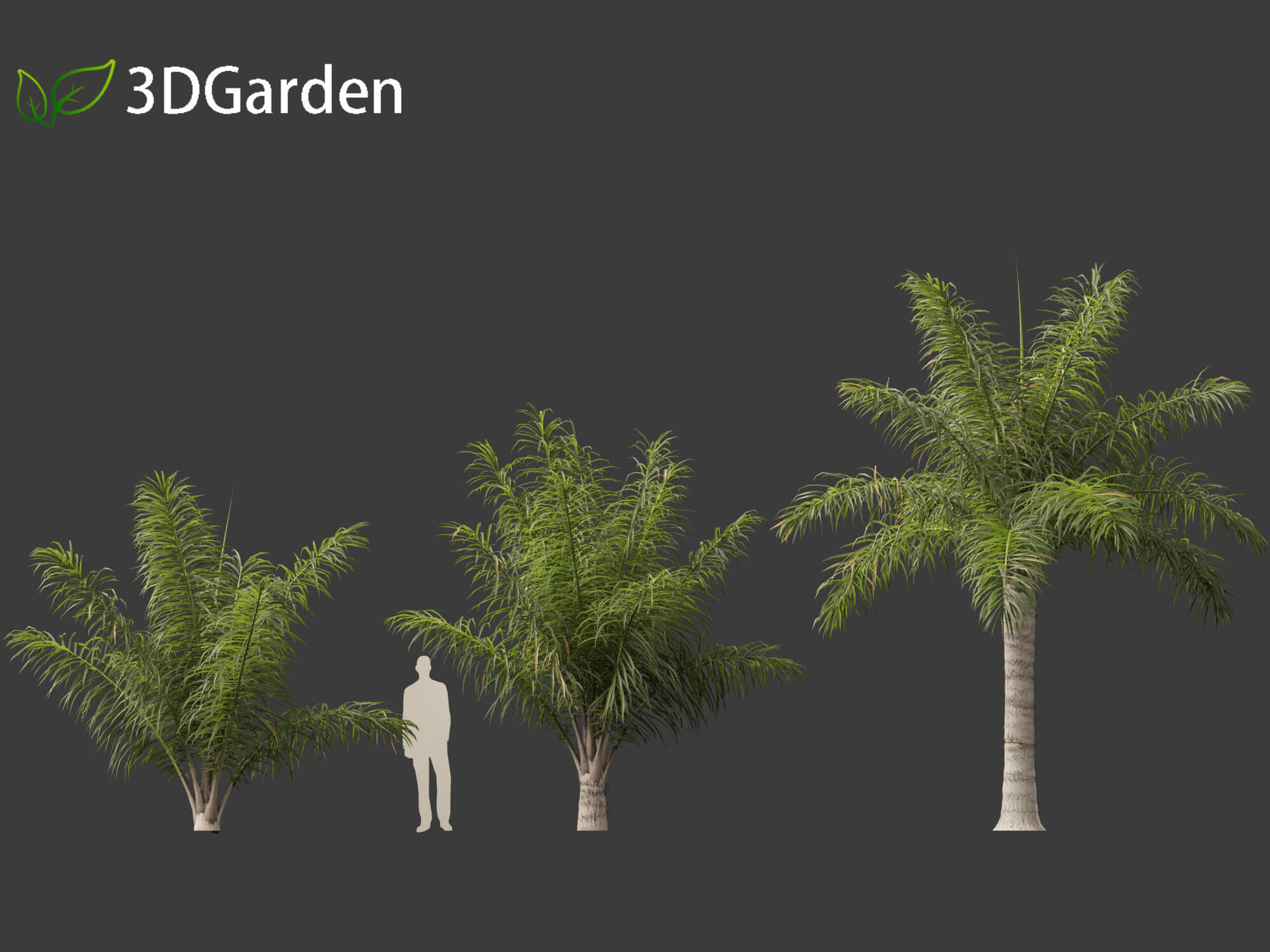 Acrocomia Aculeata - Macaw Palm 01 3D Model by 3dgardenplants