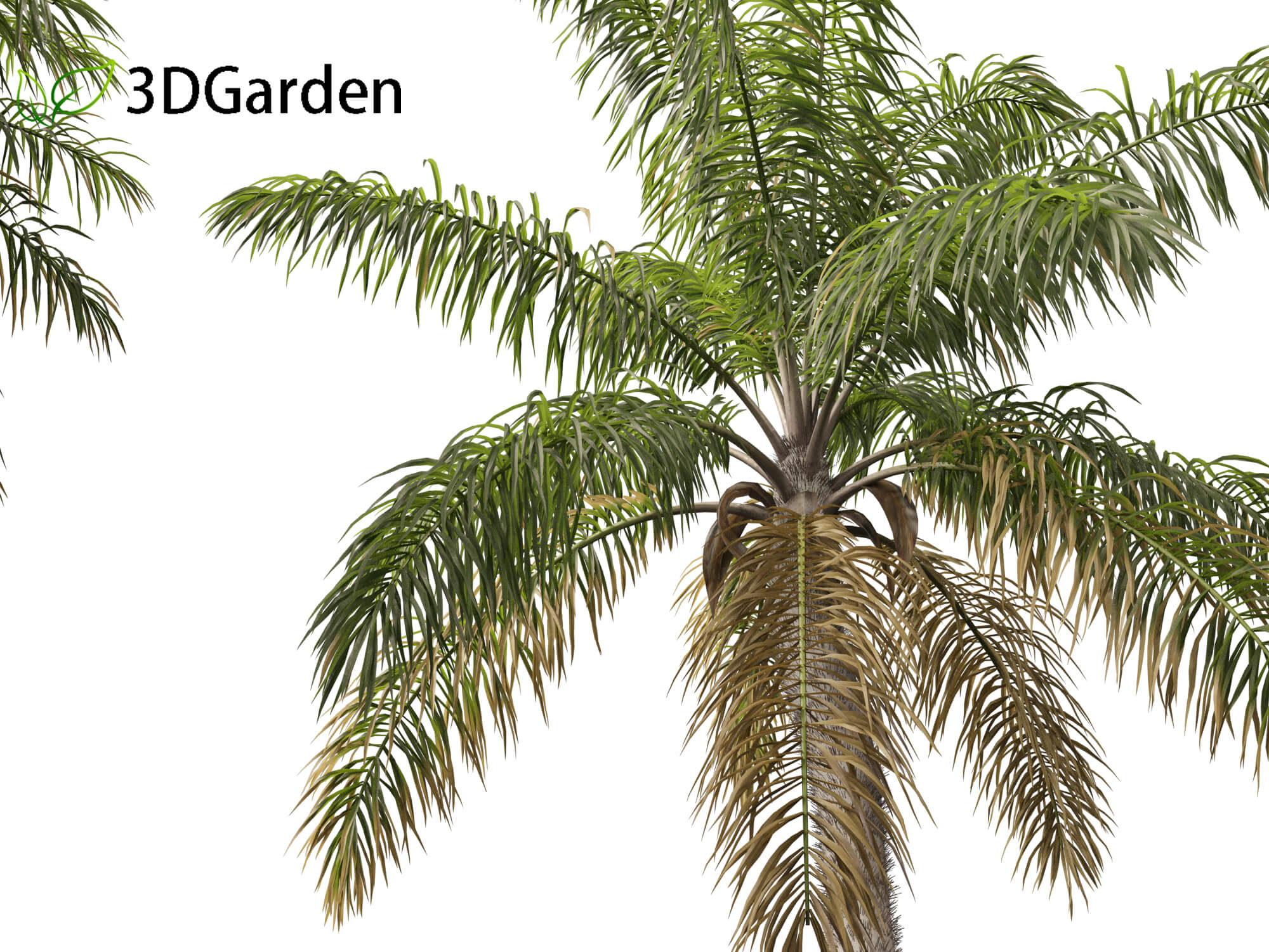 Acrocomia Aculeata - Macaw Palm 03 3D Model by 3dgardenplants