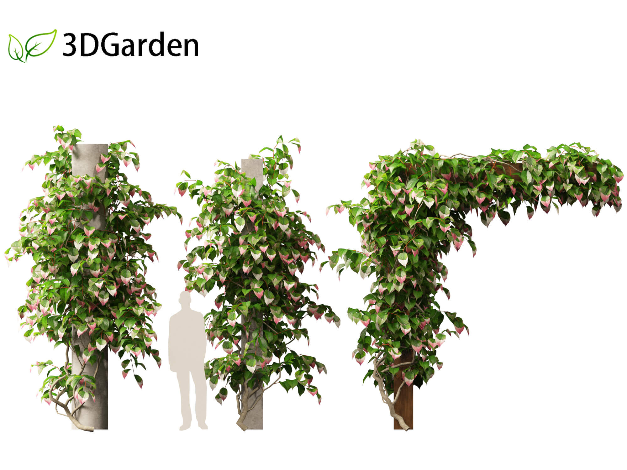 Actinidia Kolomikta – Arctic Kiwi - 3D Model by 3dgardenplants