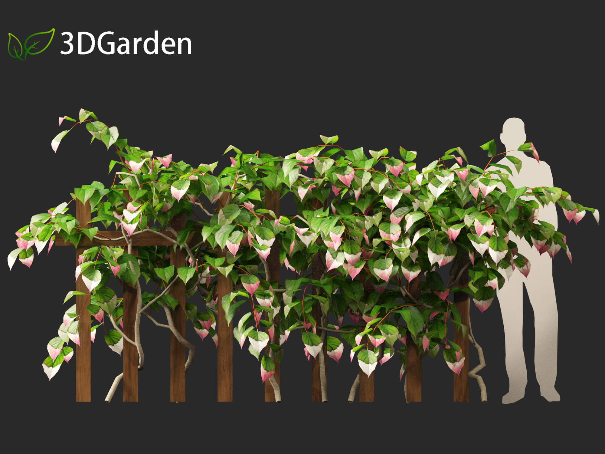 Actinidia Kolomikta – Arctic Kiwi - 3D Model by 3dgardenplants