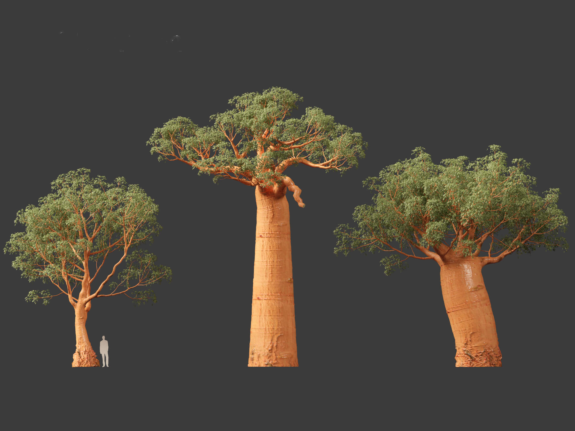 Adansonia Digitata – Baobab 01-04 3D Model by 3dgardenplants