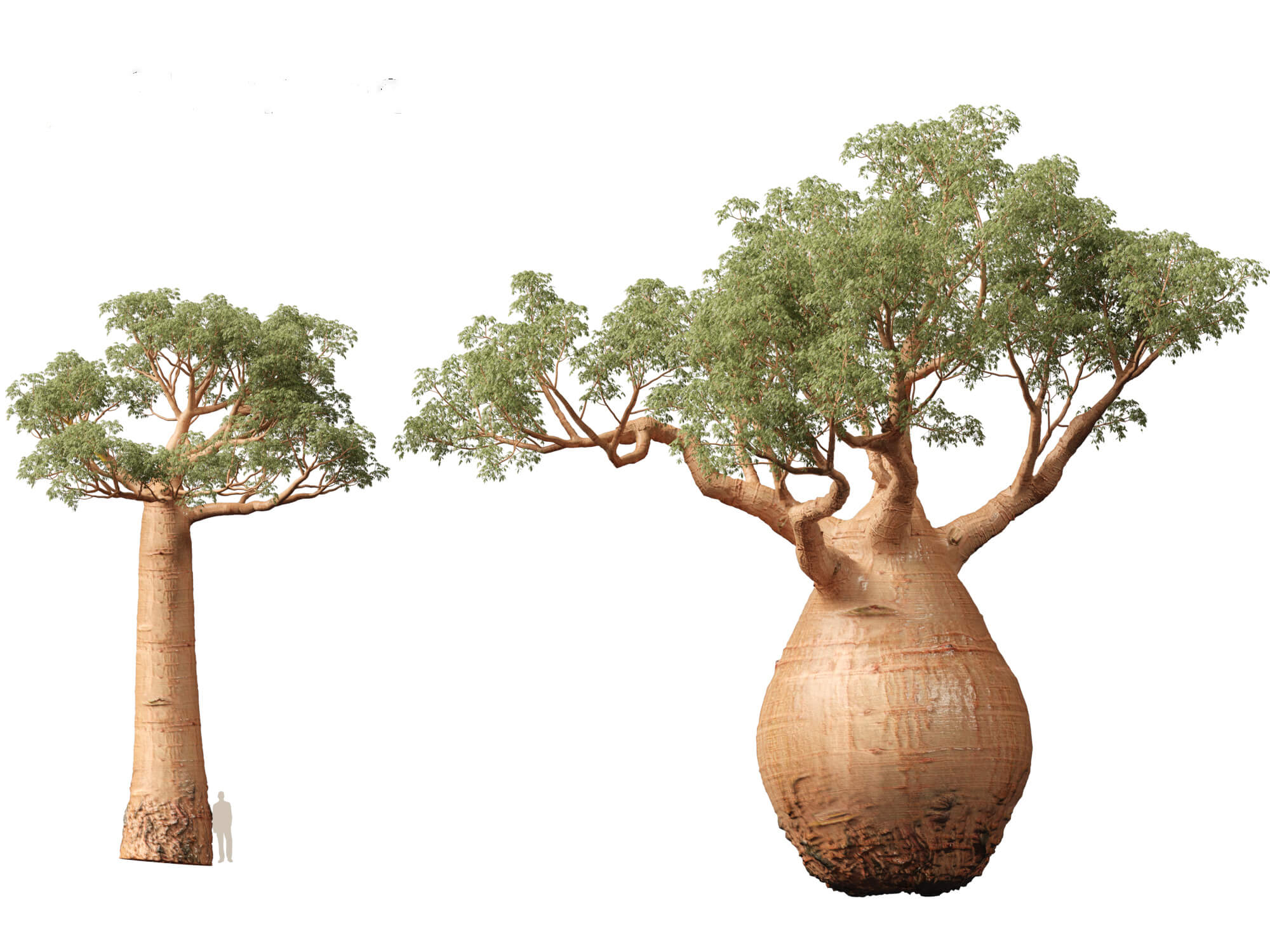 Adansonia Digitata – Baobab 01-04 3D Model by 3dgardenplants