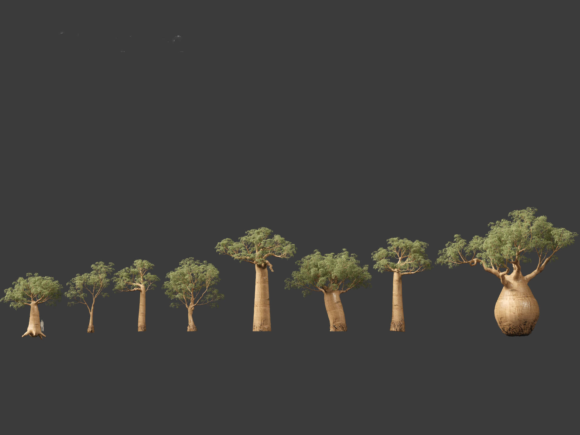 Adansonia Digitata – Baobab 01-04 3D Model by 3dgardenplants