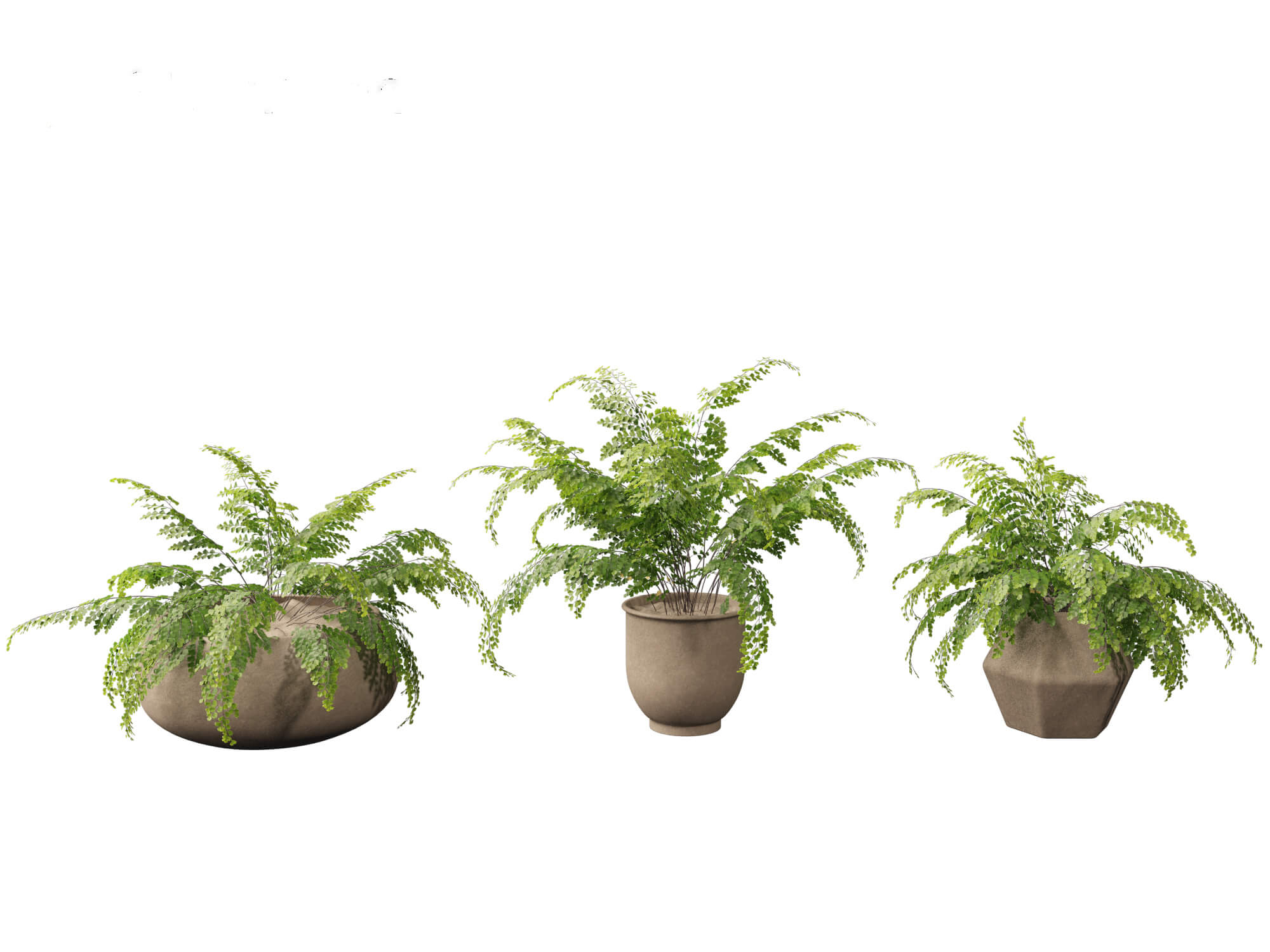 Adiantum Aethiopicum - Common Maidenhair 3D Model by 3dgardenplants