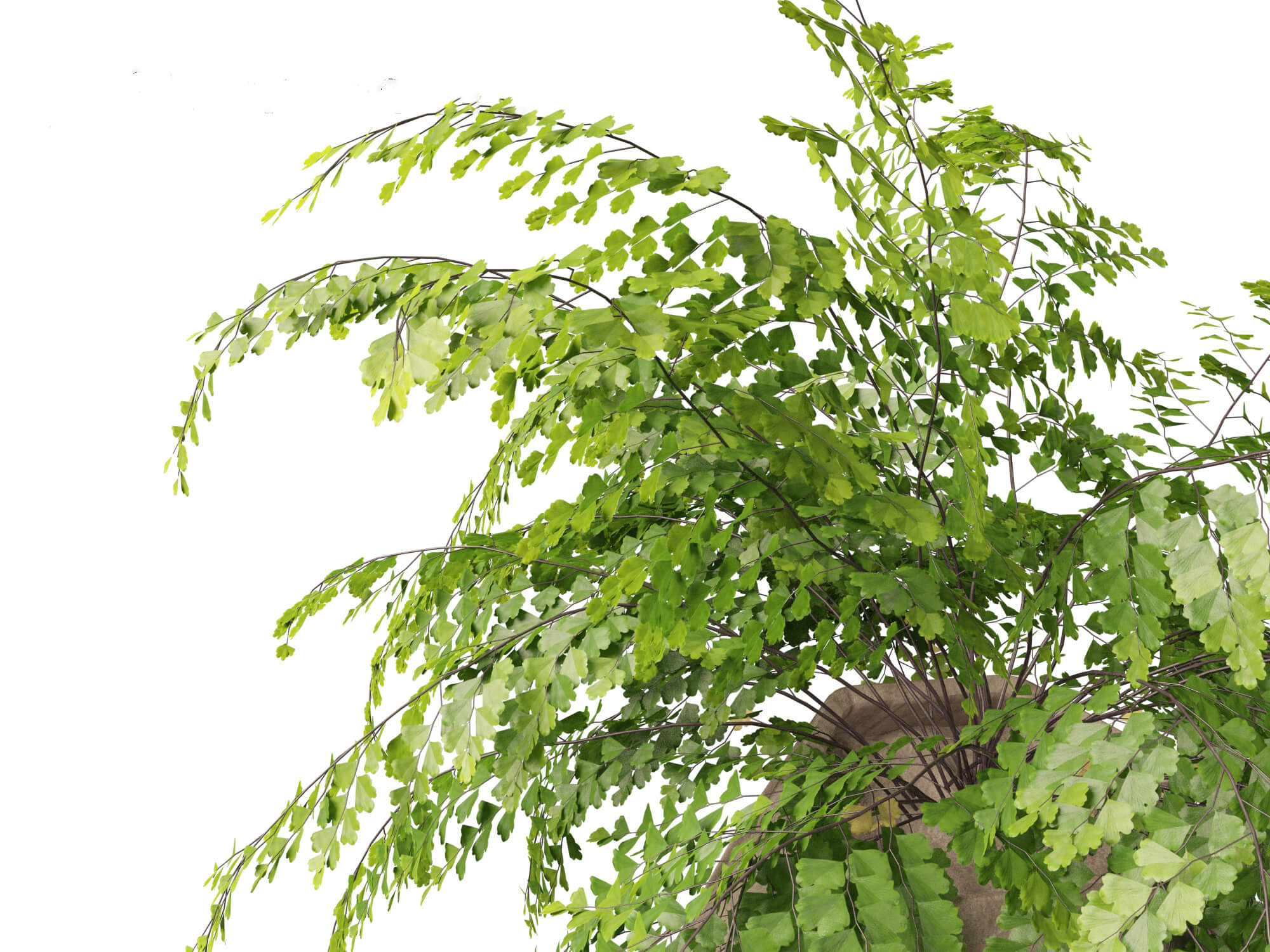Adiantum Aethiopicum - Common Maidenhair 3D Model by 3dgardenplants