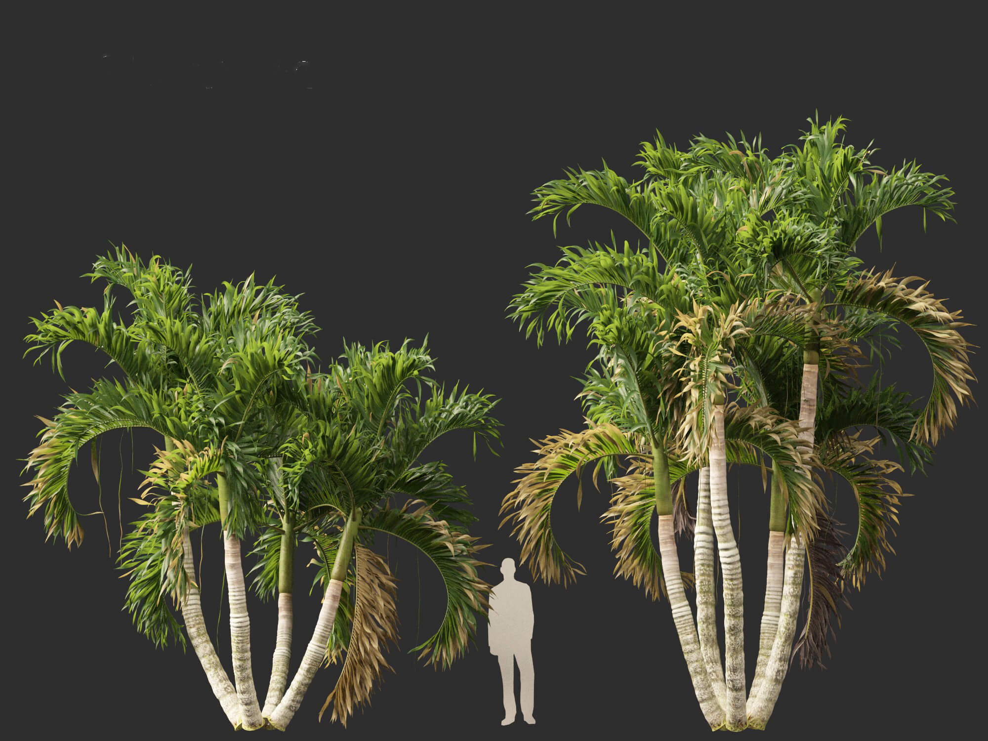 Adonidia Merrillii - Christmas Palm 3D Model by 3dgardenplants