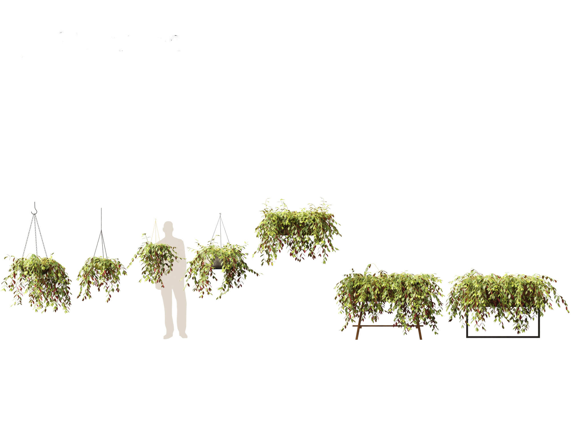 Aeschynanthus Marmoratus - Zebra Vine 3D Model by 3dgardenplants