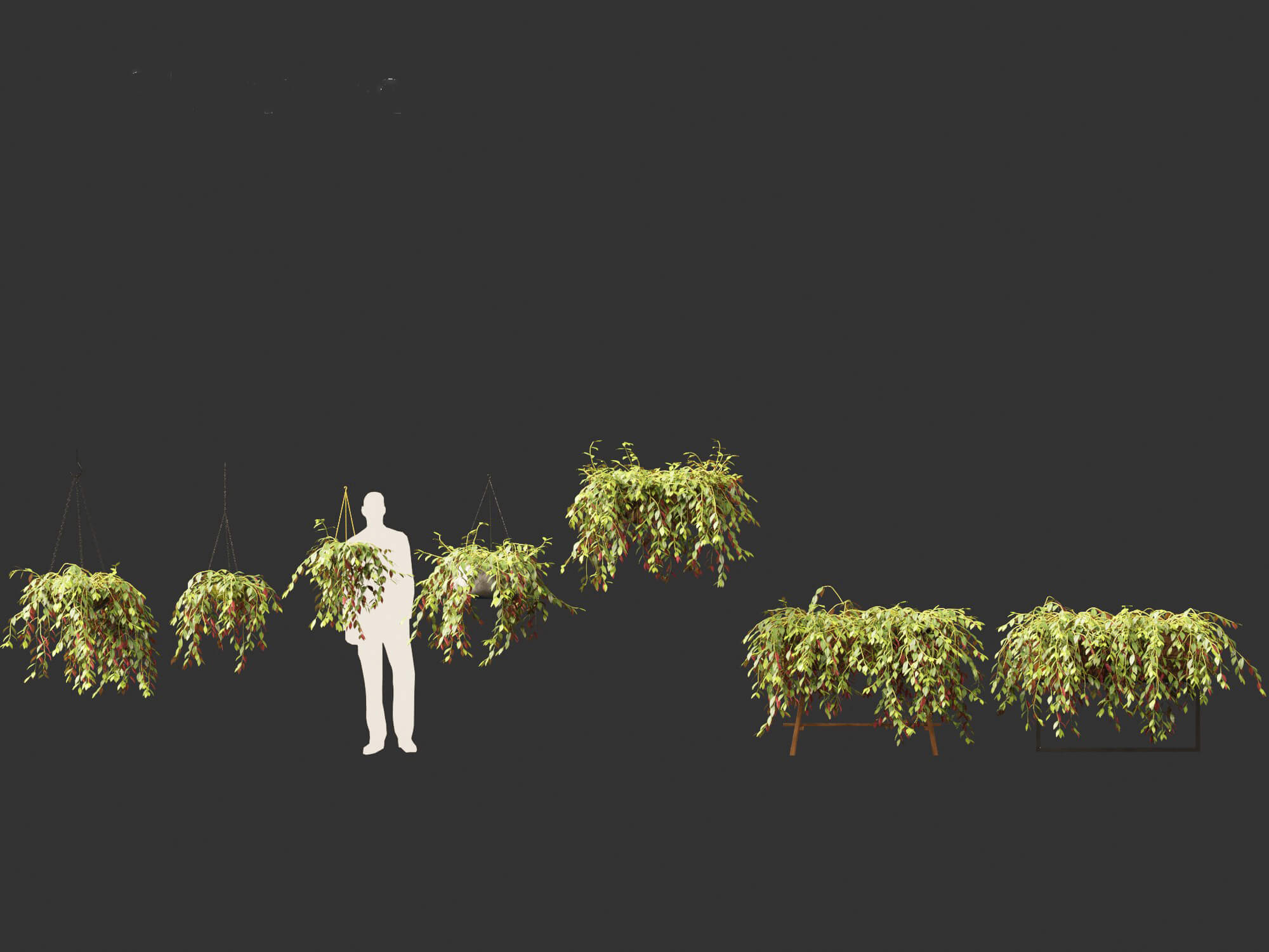 Aeschynanthus Marmoratus - Zebra Vine 3D Model by 3dgardenplants