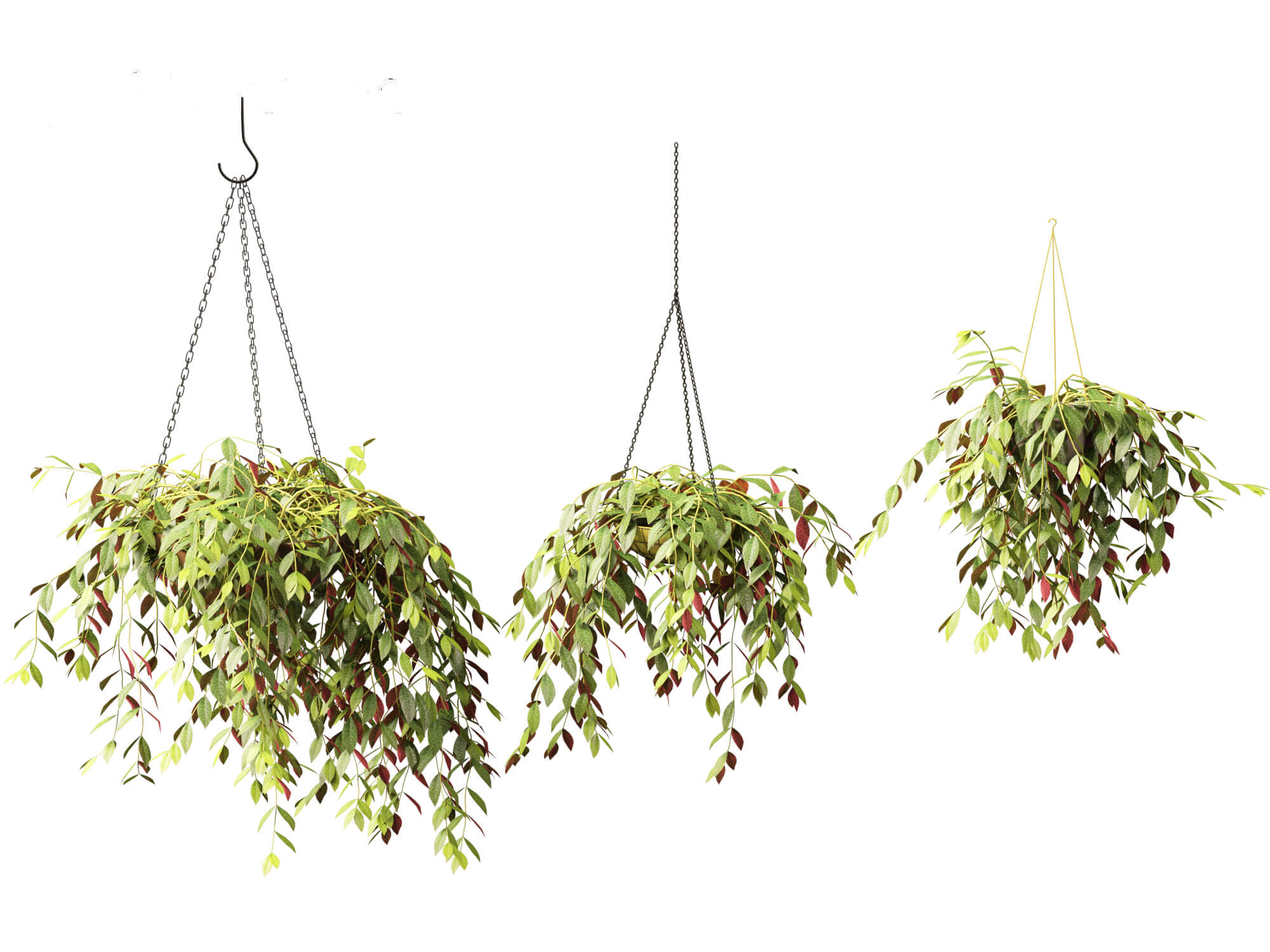 Aeschynanthus Marmoratus - Zebra Vine 3D Model by 3dgardenplants