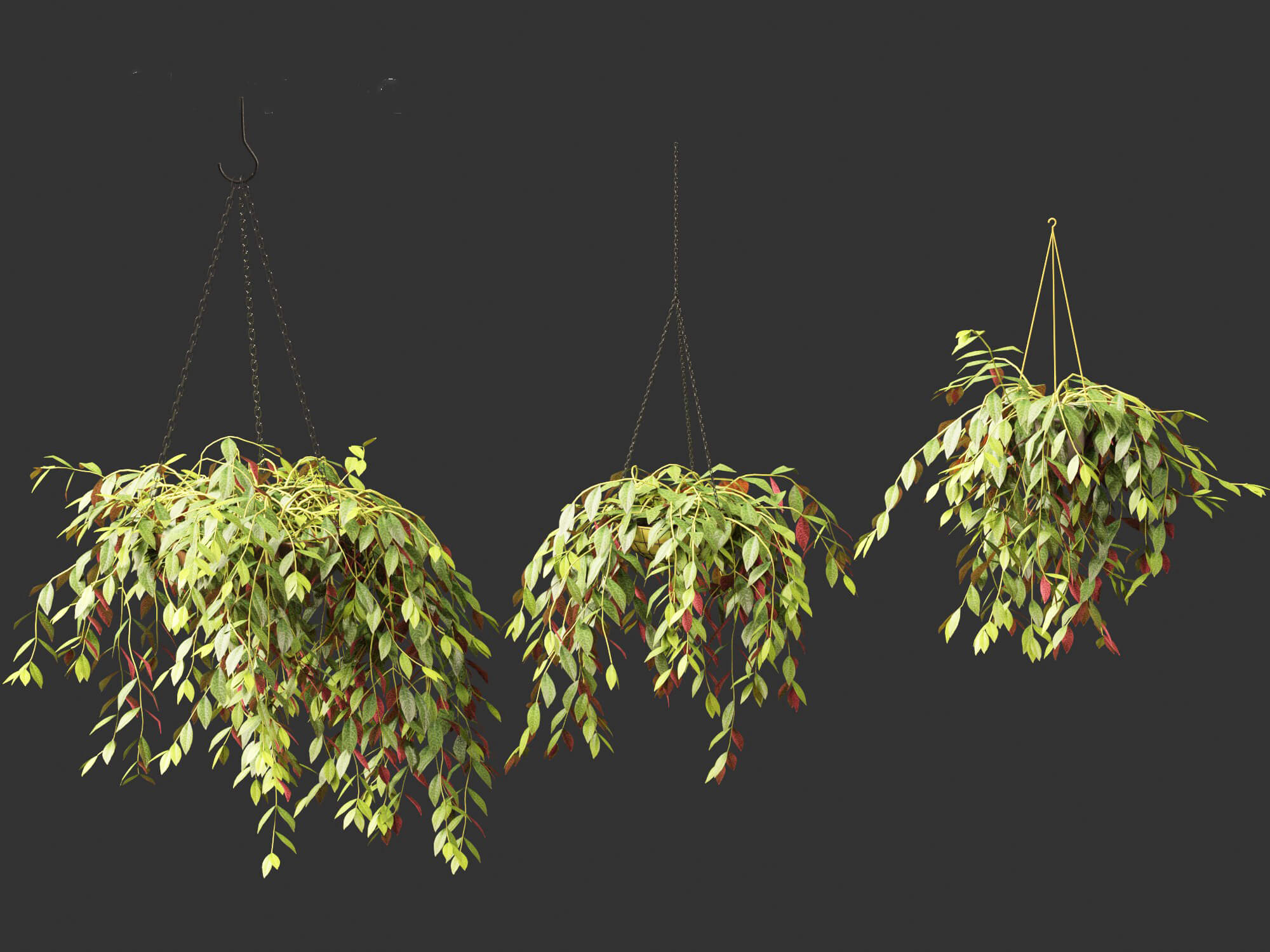 Aeschynanthus Marmoratus - Zebra Vine 3D Model by 3dgardenplants
