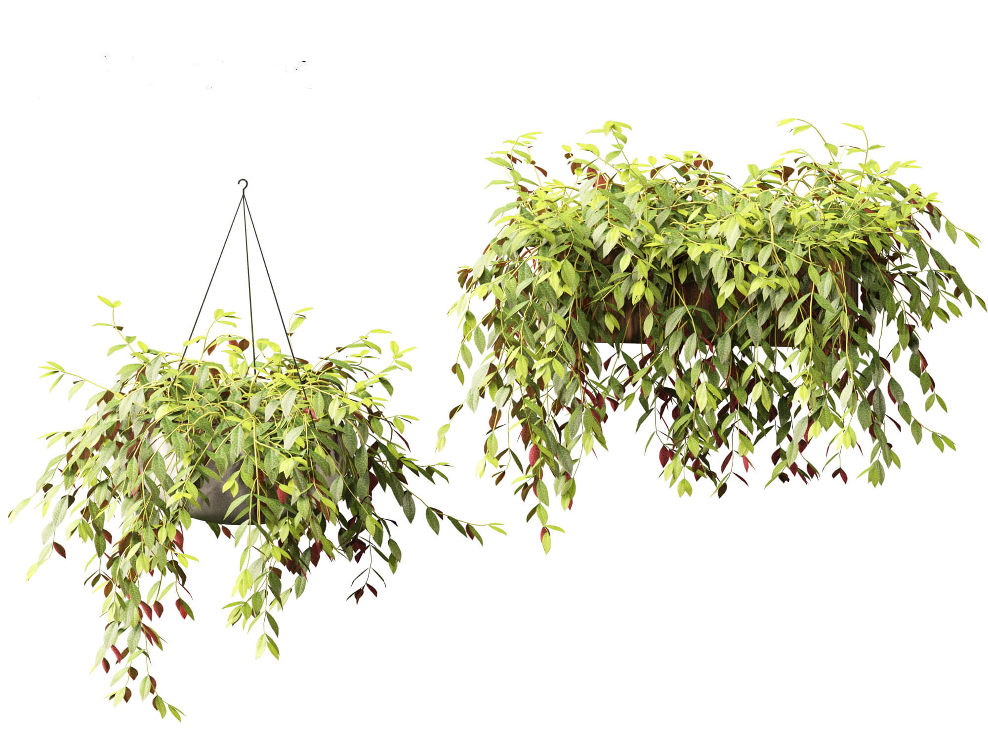 Aeschynanthus Marmoratus - Zebra Vine 3D Model by 3dgardenplants