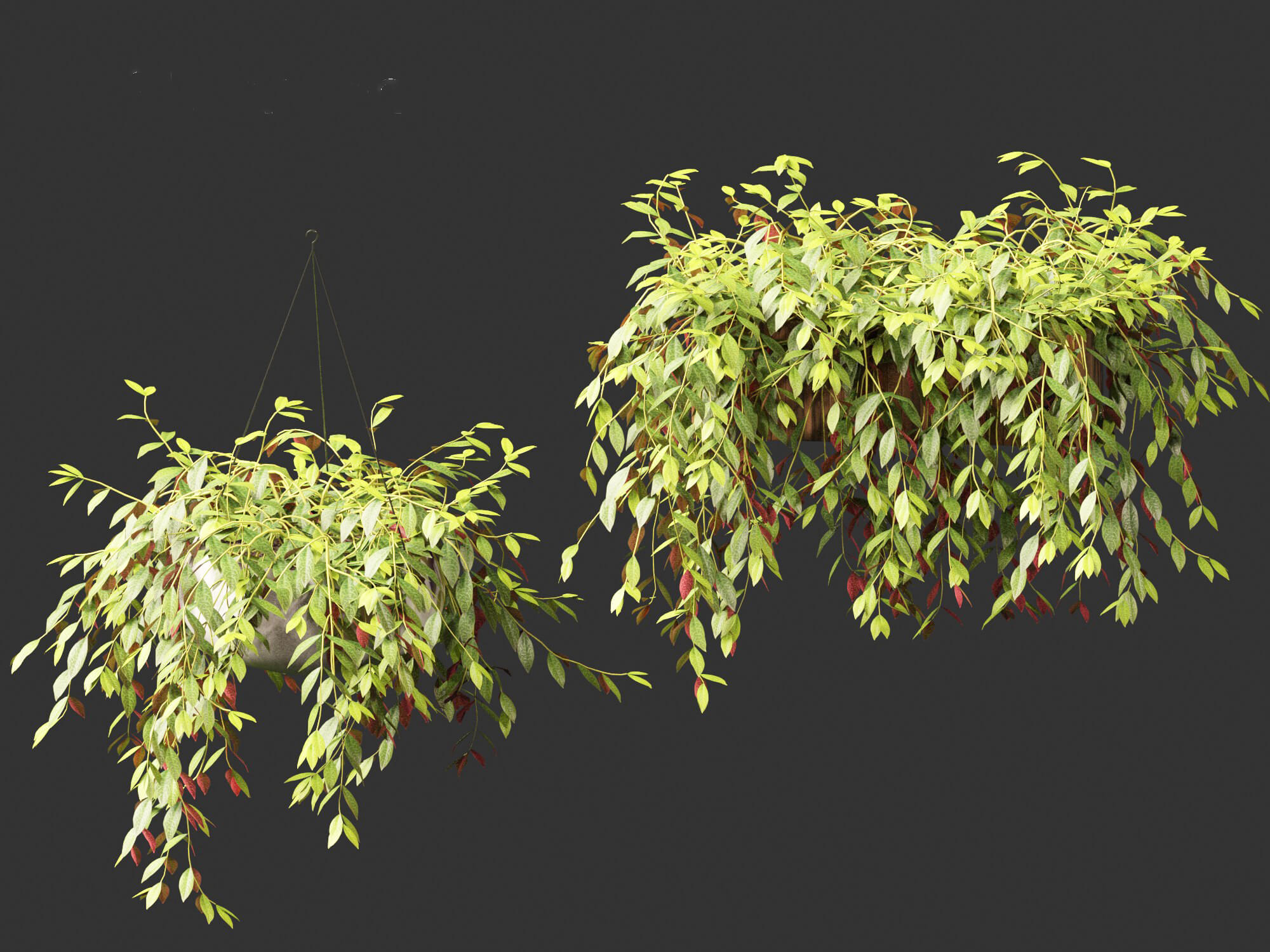 Aeschynanthus Marmoratus - Zebra Vine 3D Model by 3dgardenplants