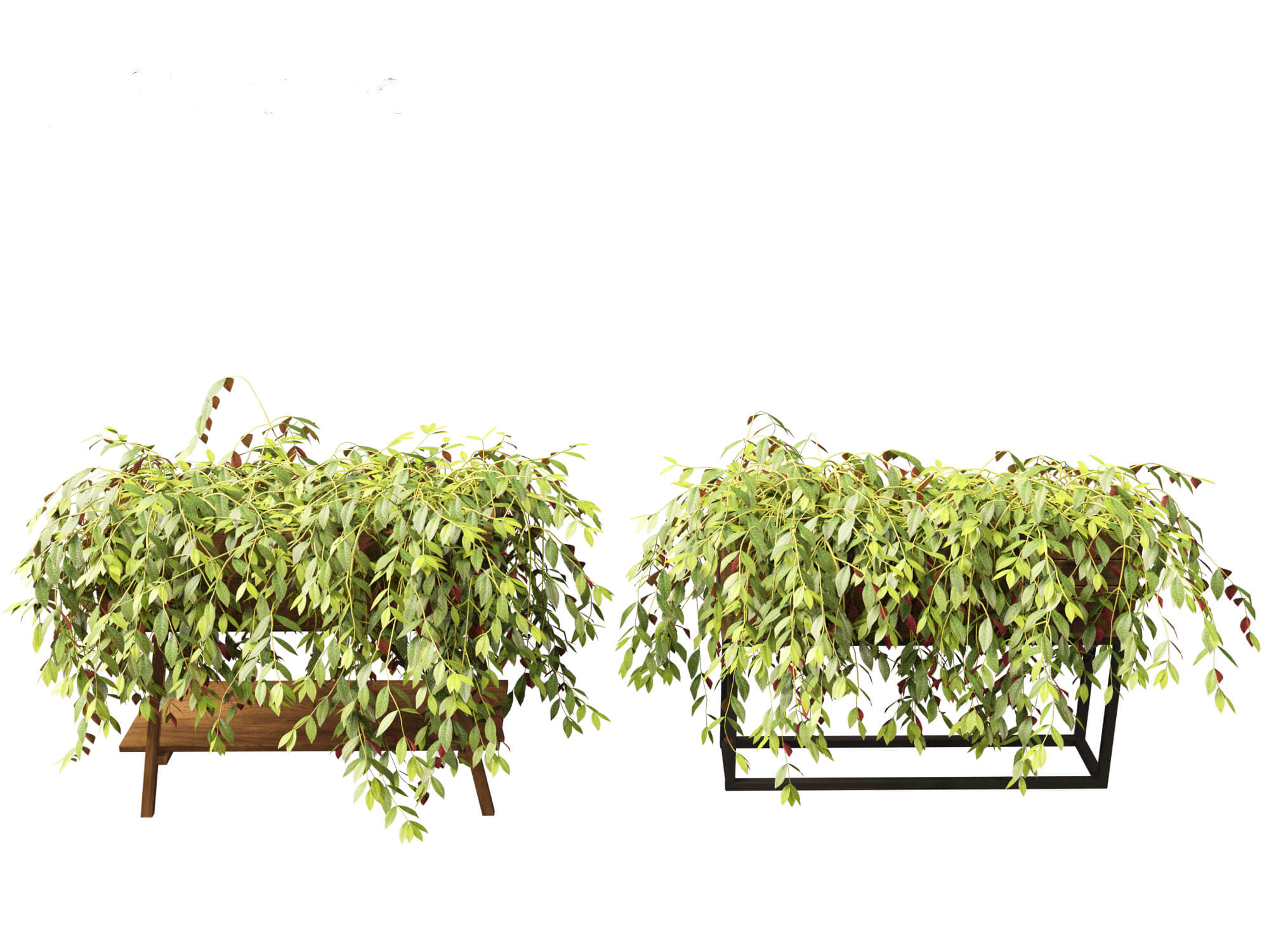 Aeschynanthus Marmoratus - Zebra Vine 3D Model by 3dgardenplants