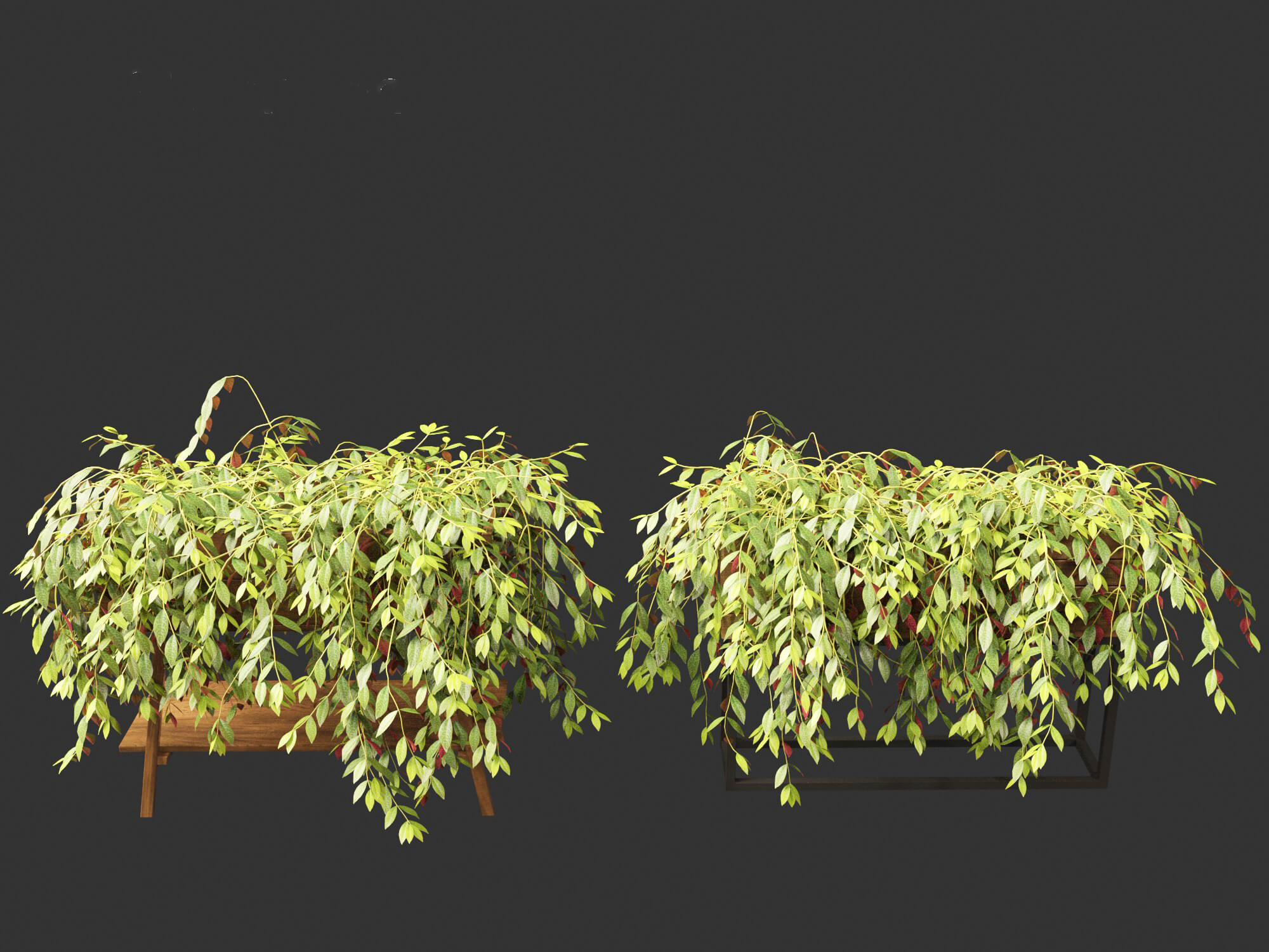 Aeschynanthus Marmoratus - Zebra Vine 3D Model by 3dgardenplants