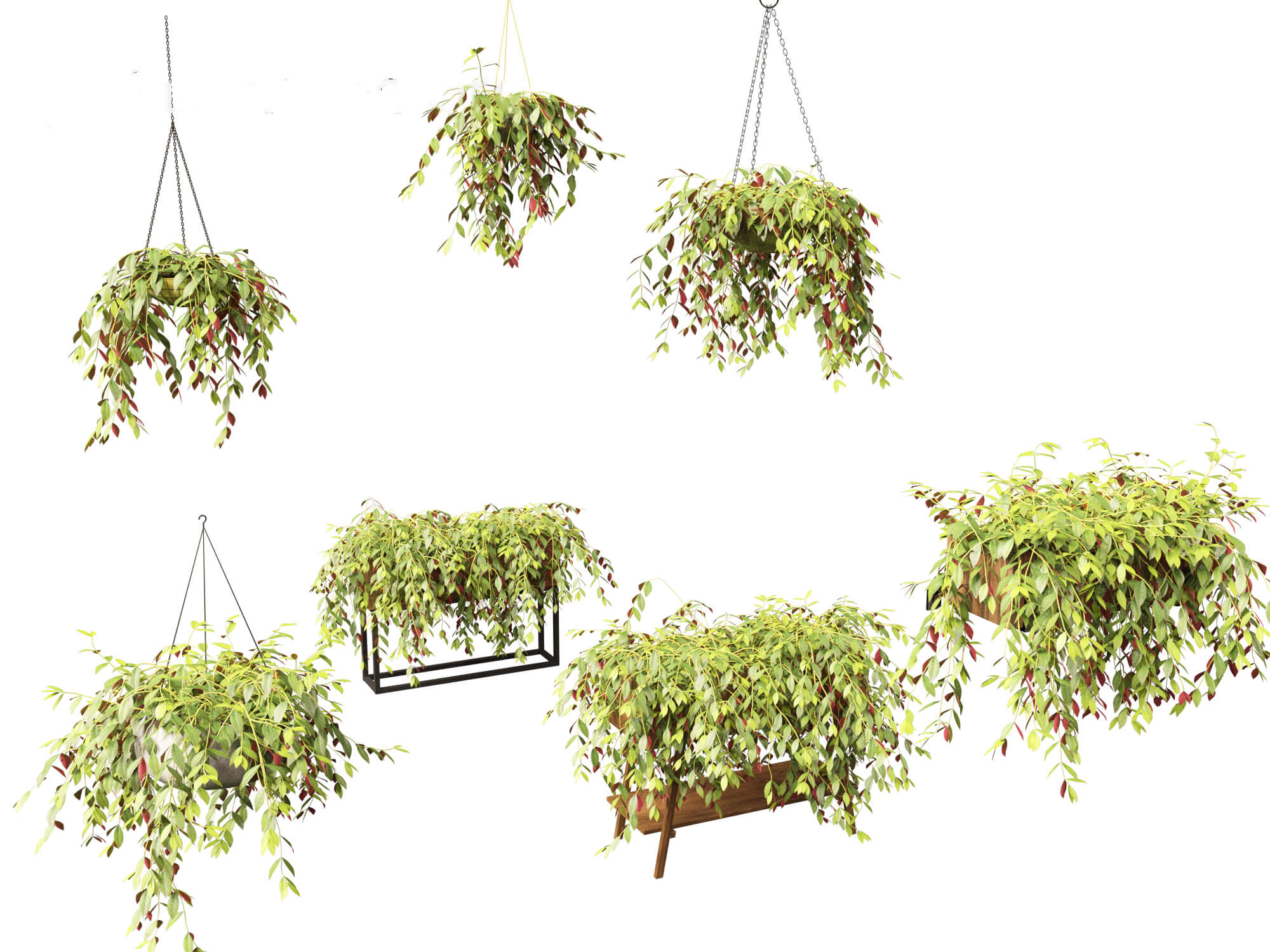 Aeschynanthus Marmoratus - Zebra Vine 3D Model by 3dgardenplants