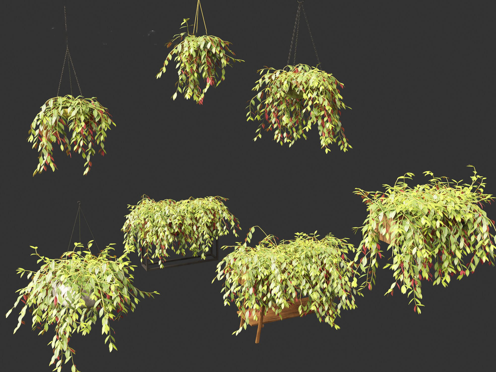 Aeschynanthus Marmoratus - Zebra Vine 3D Model by 3dgardenplants