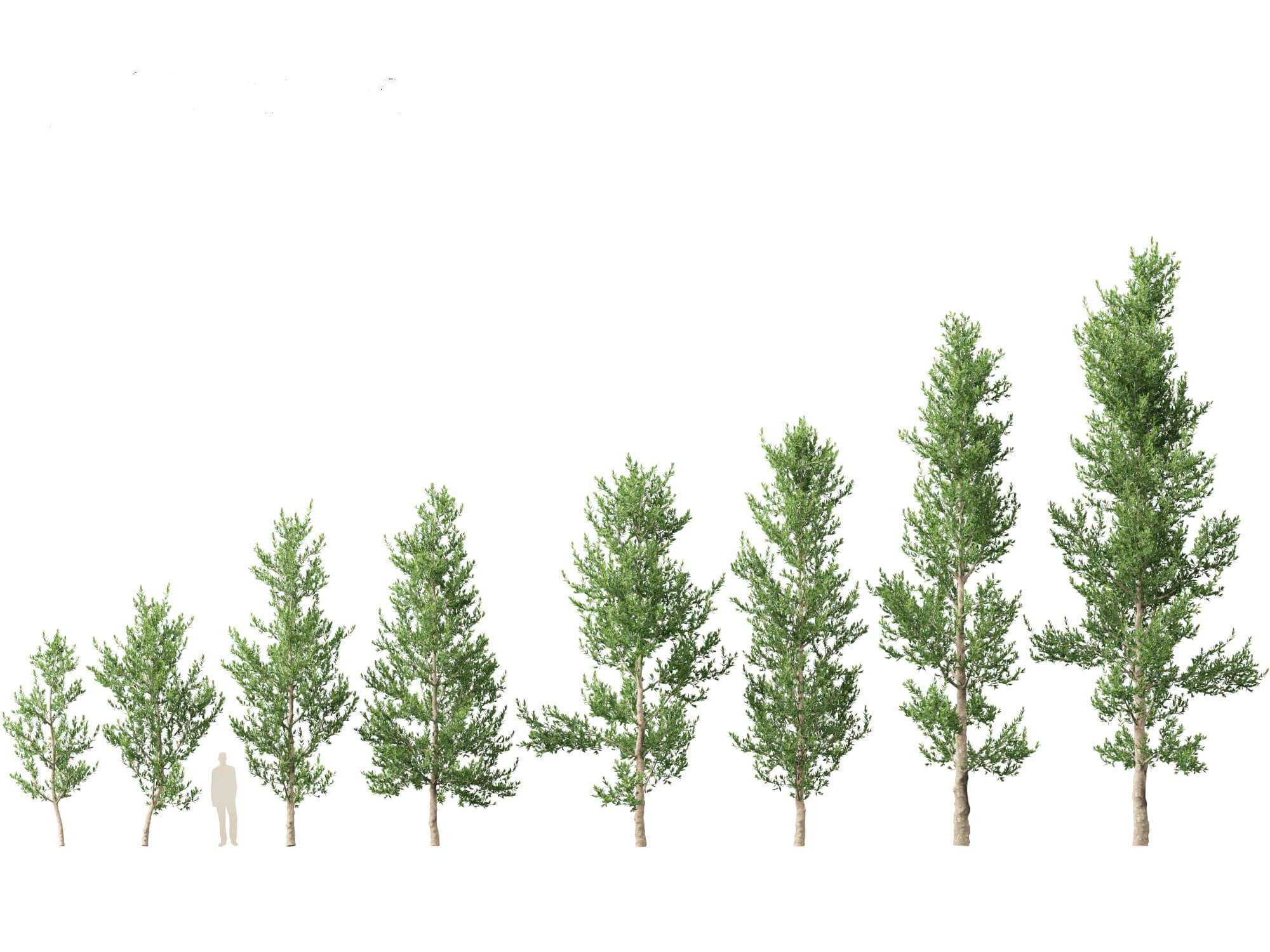Agathis Robusta - Queensland Kauri Free 3D Model by 3dgardenplants