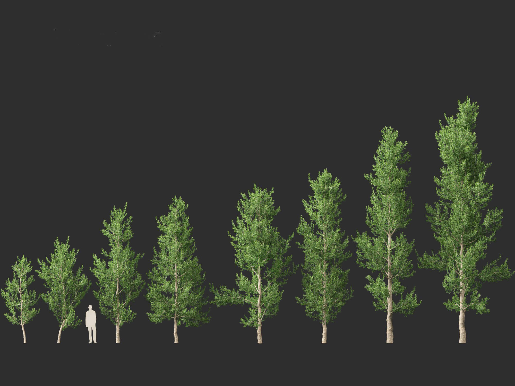 Agathis Robusta - Queensland Kauri 3D Model by 3dgardenplants