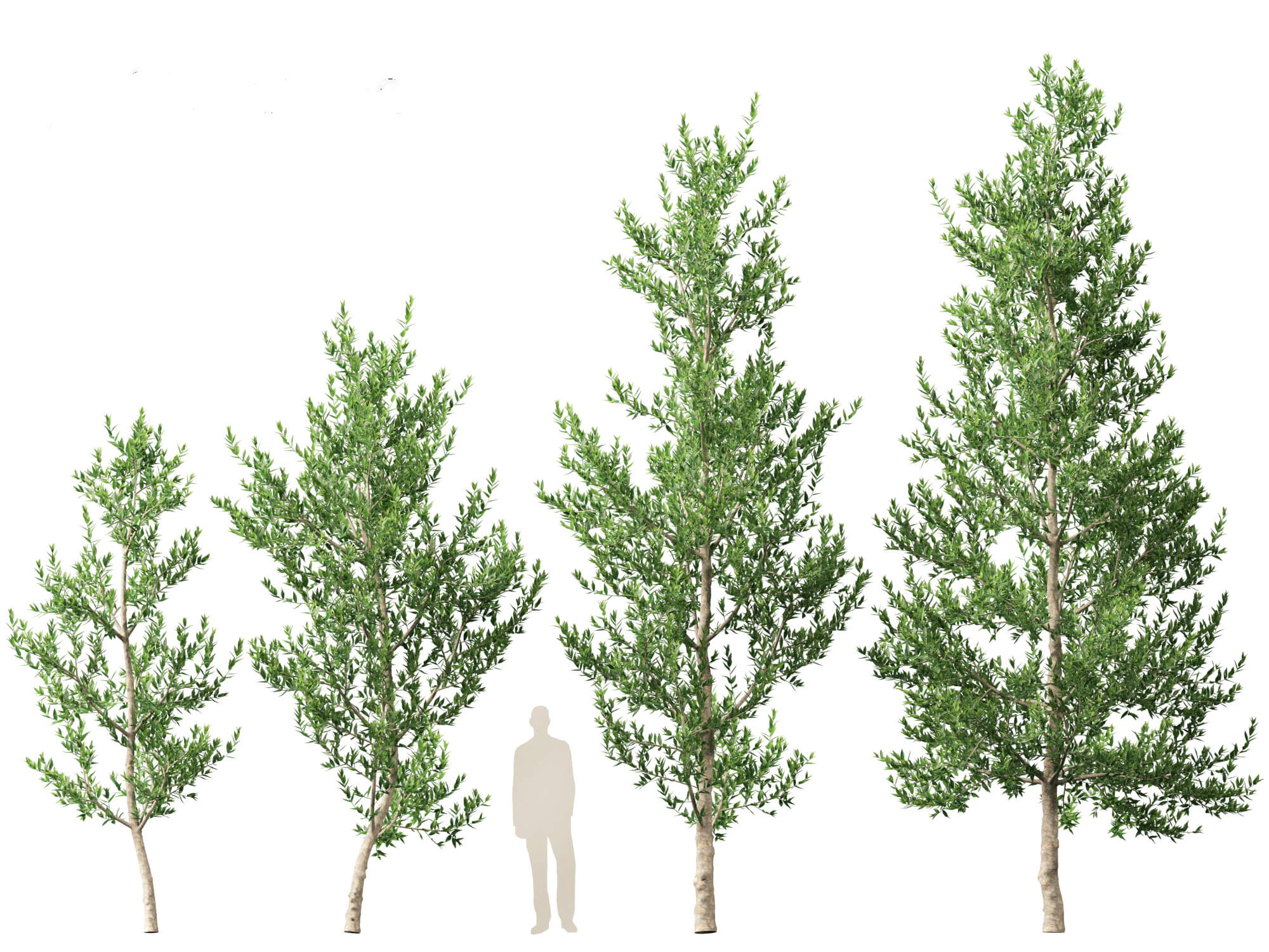 Agathis Robusta - Queensland Kauri 3D Model by 3dgardenplants