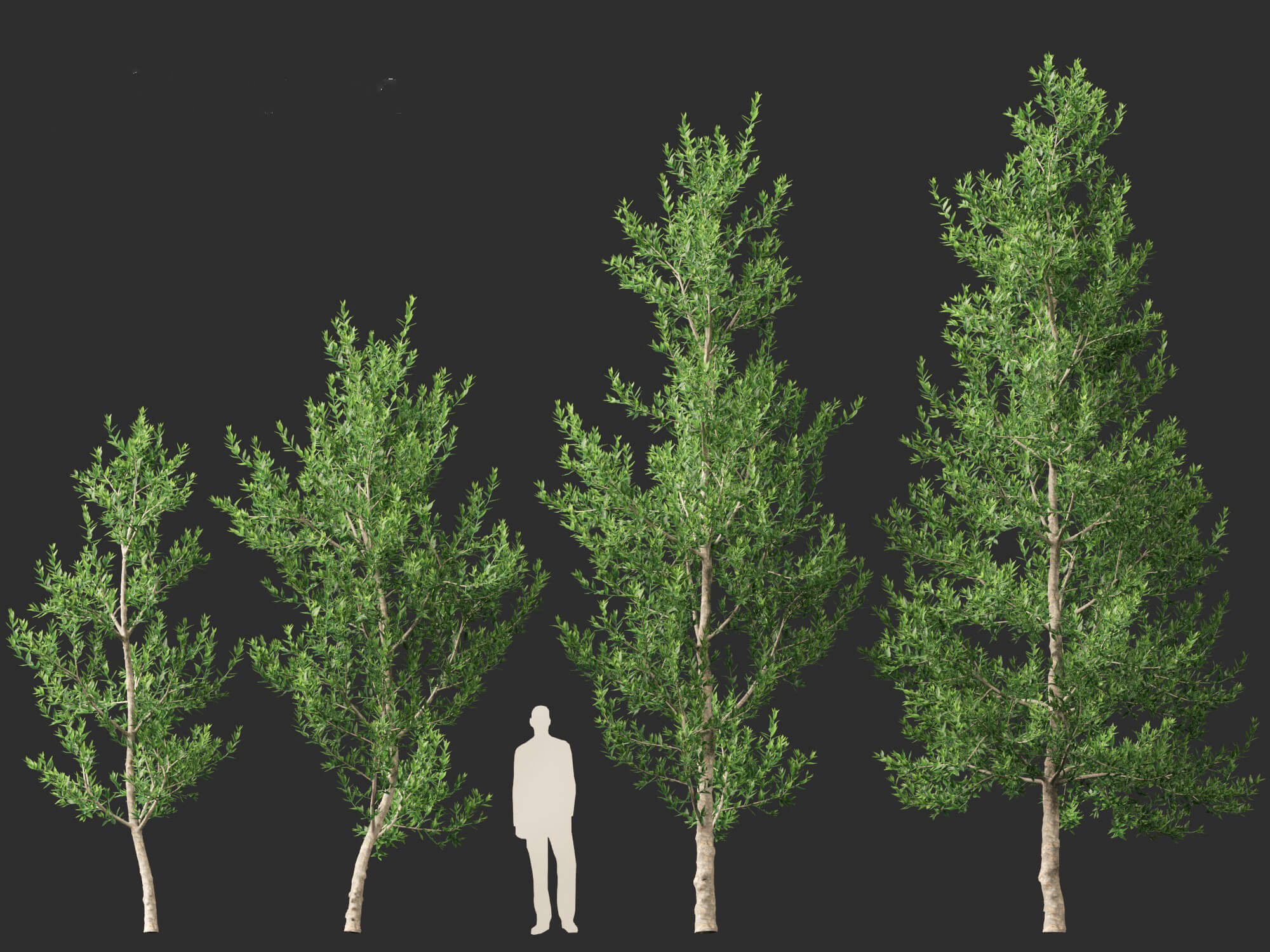 Agathis Robusta - Queensland Kauri 3D Model by 3dgardenplants