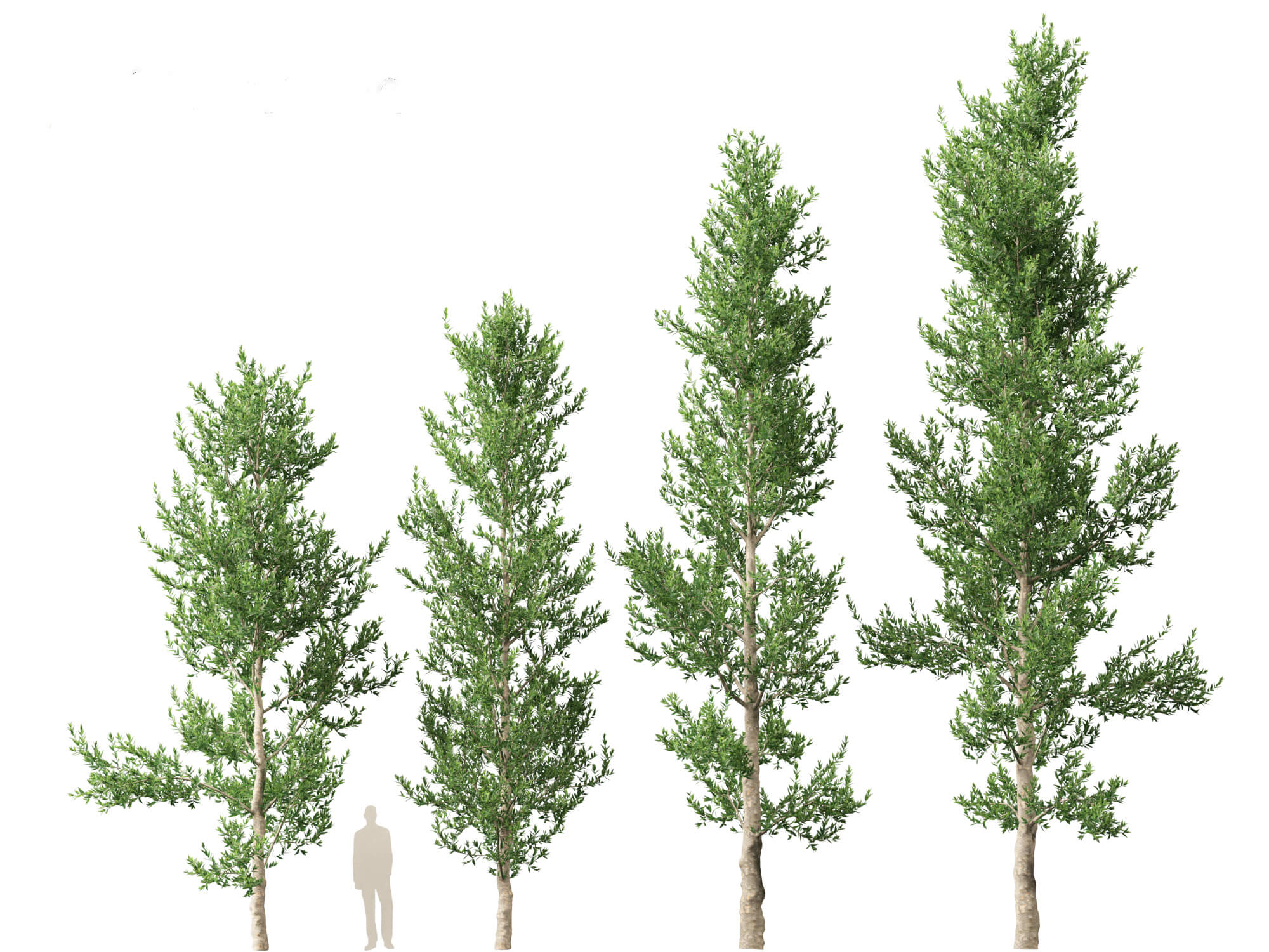 Agathis Robusta - Queensland Kauri 3D Model by 3dgardenplants