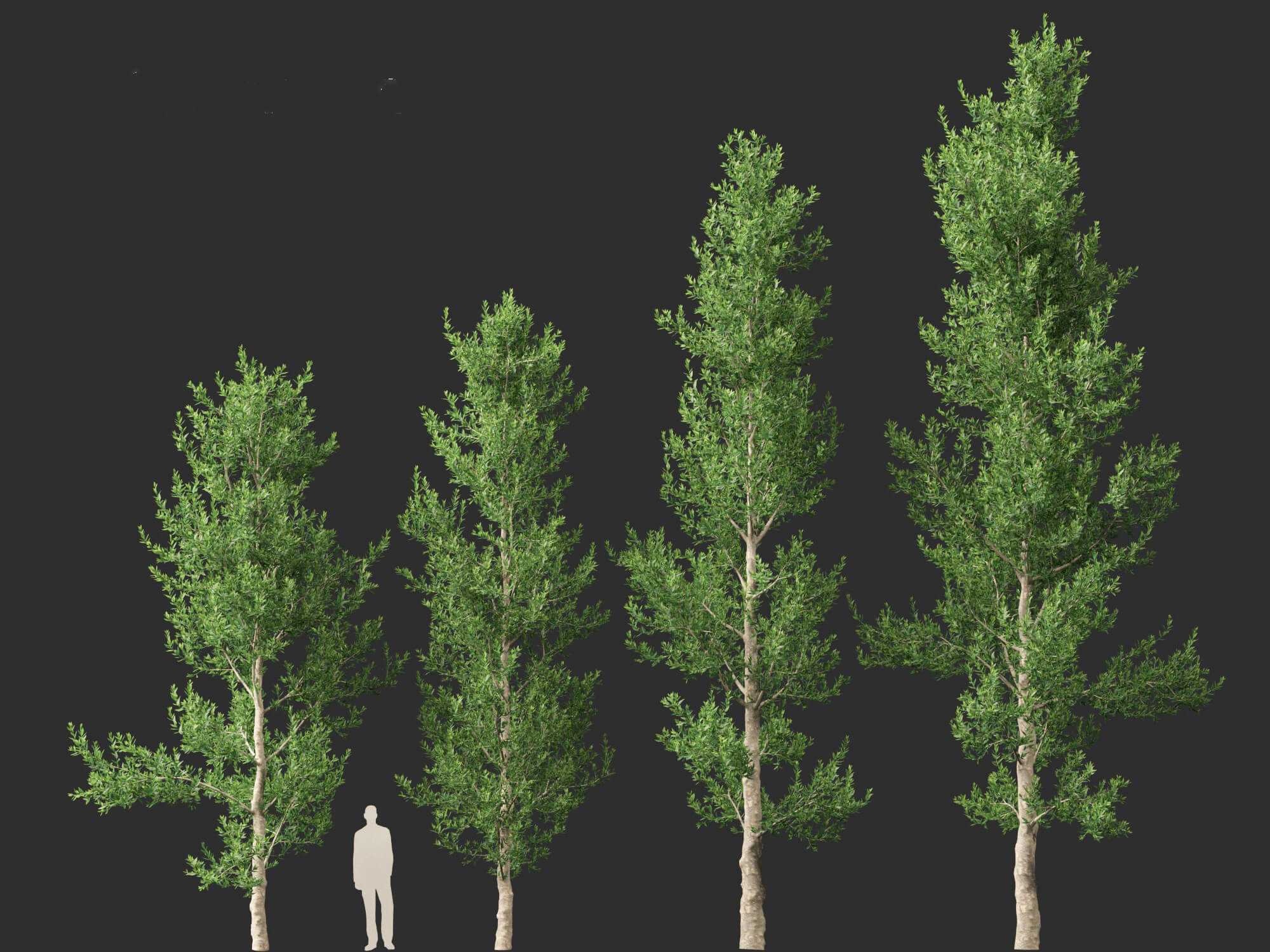 Agathis Robusta - Queensland Kauri 3D Model by 3dgardenplants