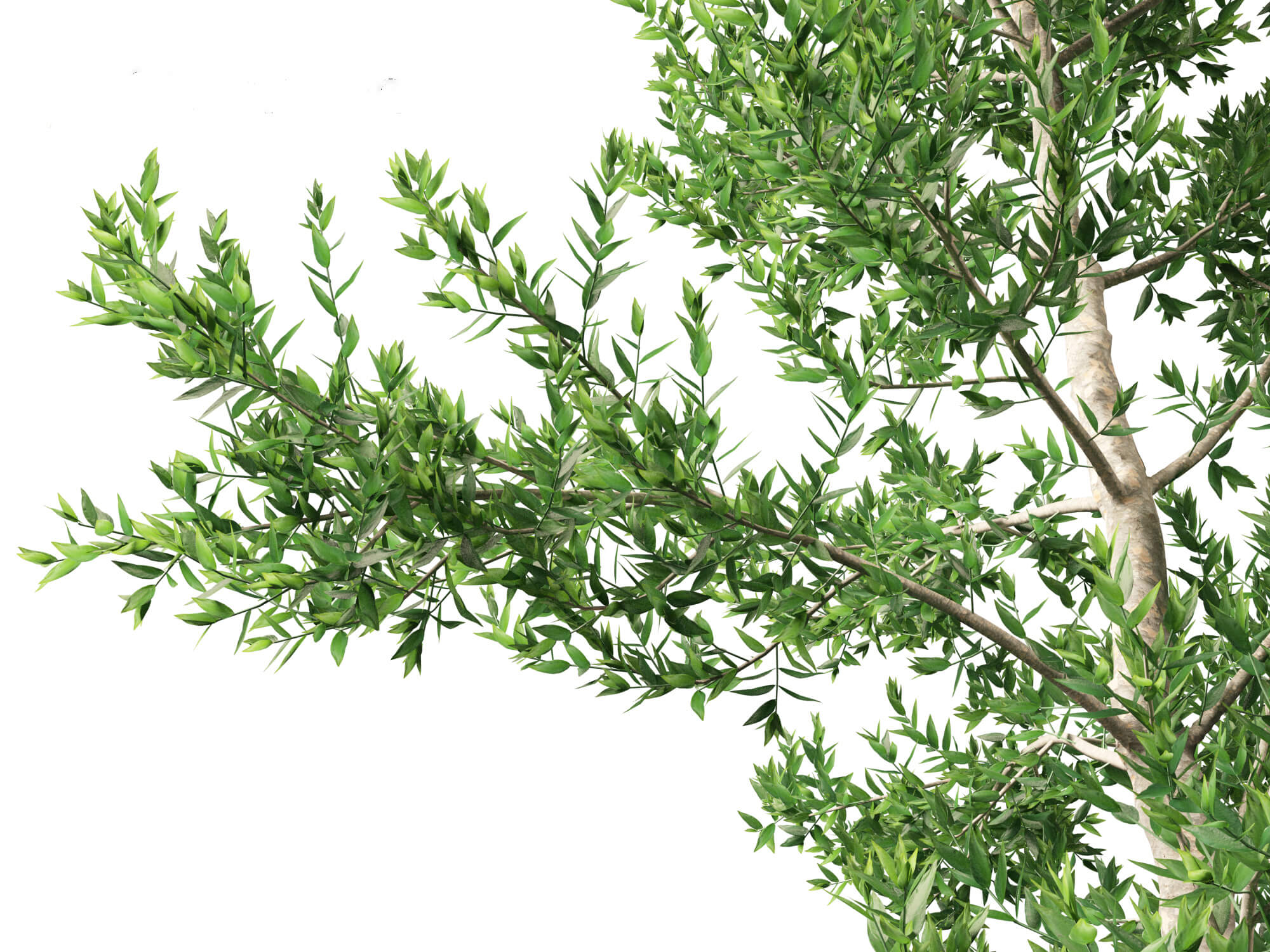 Agathis Robusta - Queensland Kauri 3D Model by 3dgardenplants