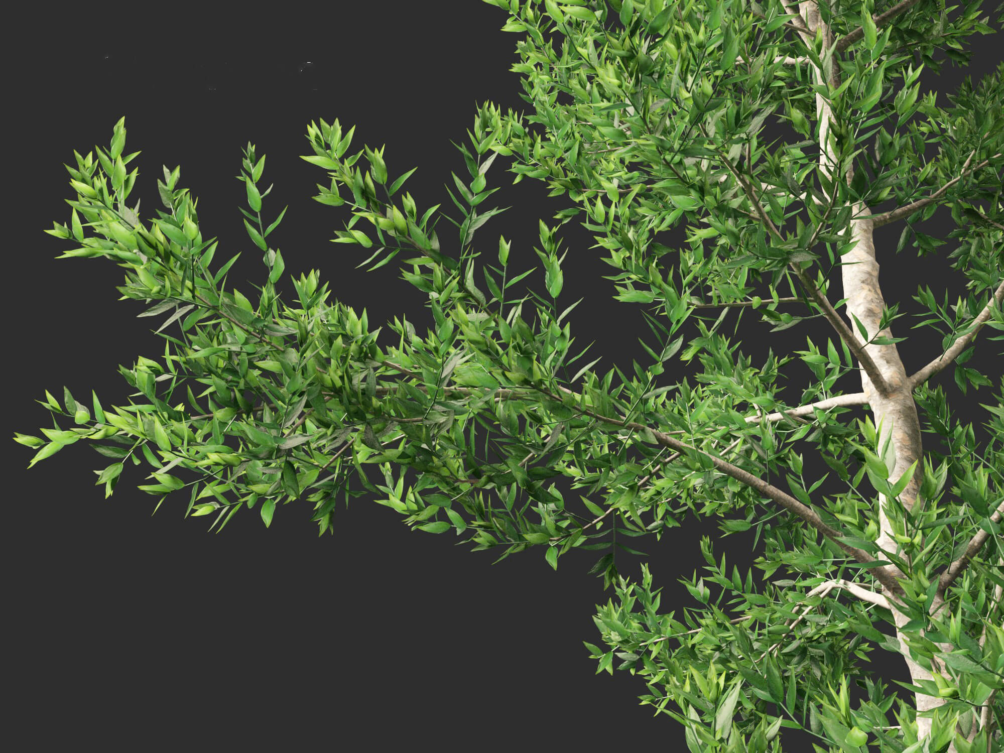 Agathis Robusta - Queensland Kauri Free 3D Model by 3dgardenplants