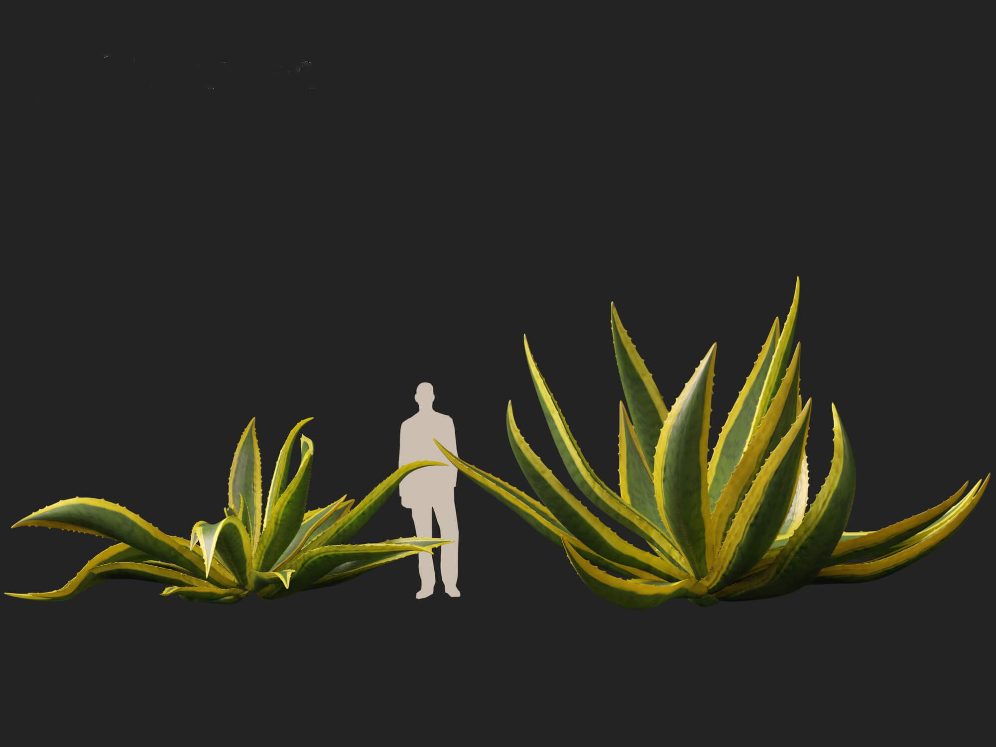 Agave Americana - The Century Plant 3D Model by 3dgardenplants