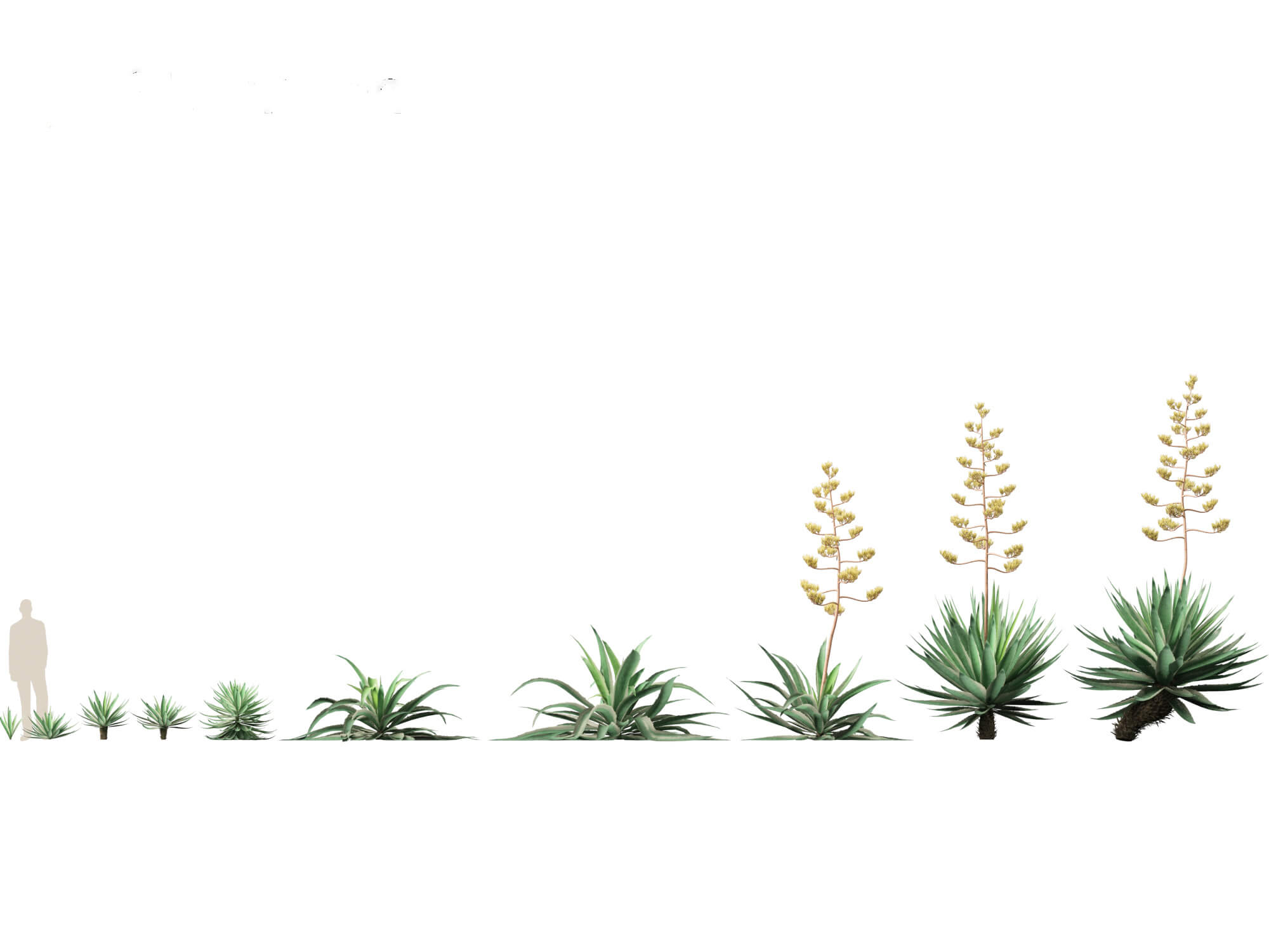 Agave Angustifolia - Variegated Caribbean Agave 3D Model by 3dgardenplants