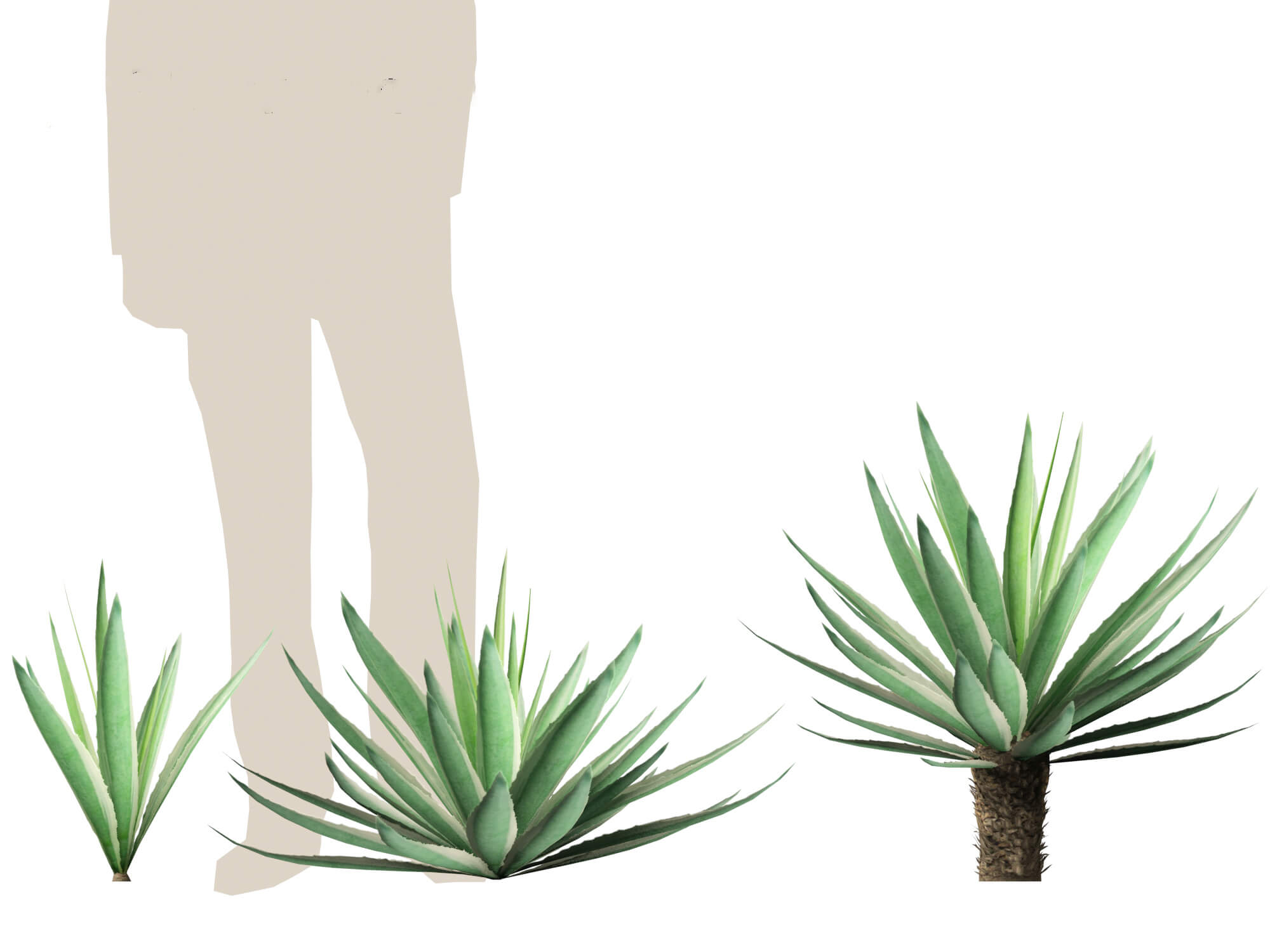 Agave Angustifolia - Variegated Caribbean Agave 3D Model by 3dgardenplants