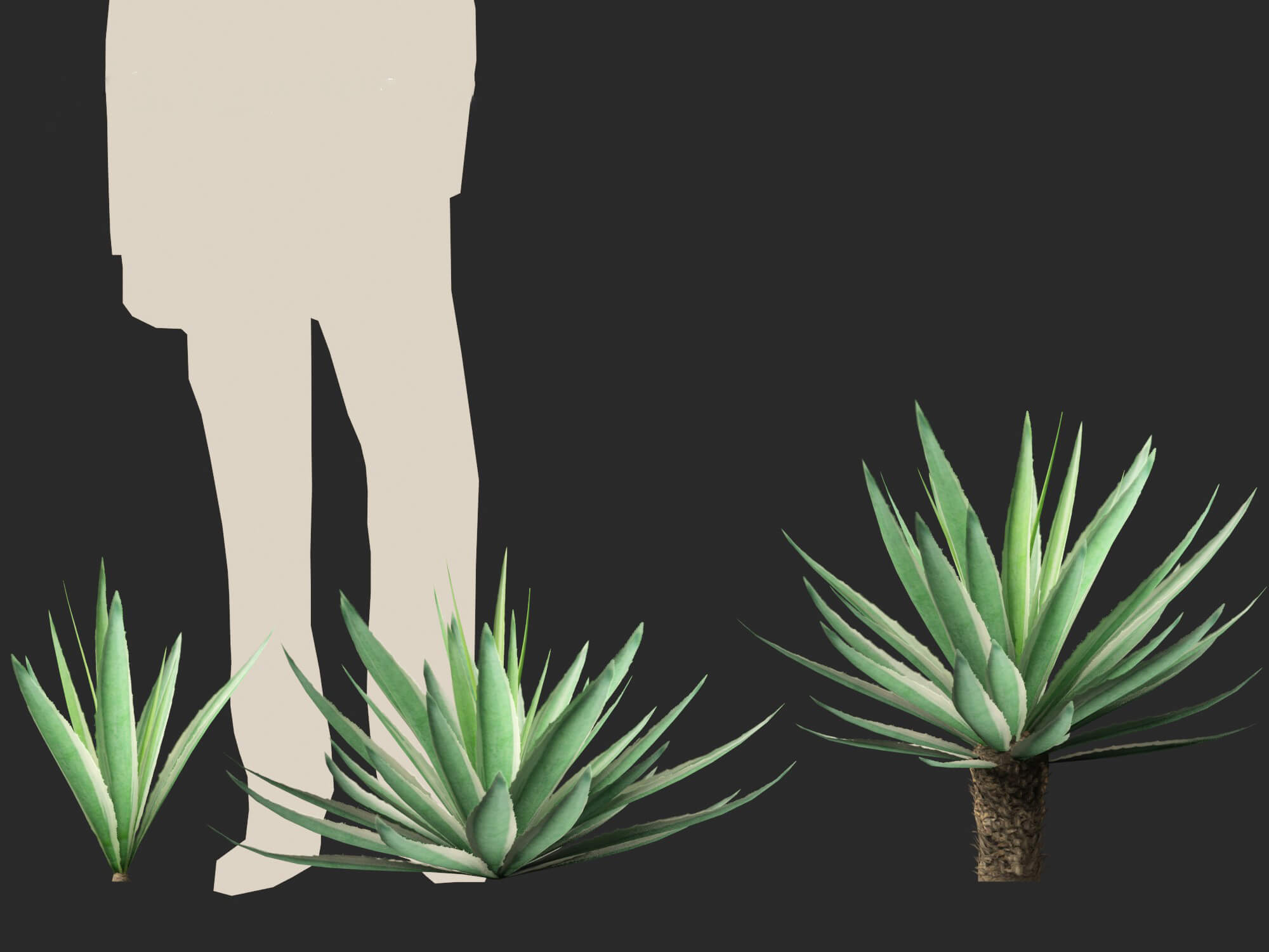 Agave Angustifolia - Variegated Caribbean Agave 3D Model by 3dgardenplants