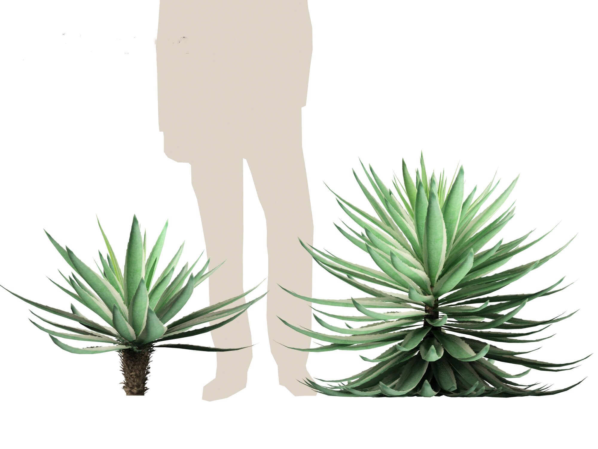 Agave Angustifolia - Variegated Caribbean Agave 3D Model by 3dgardenplants