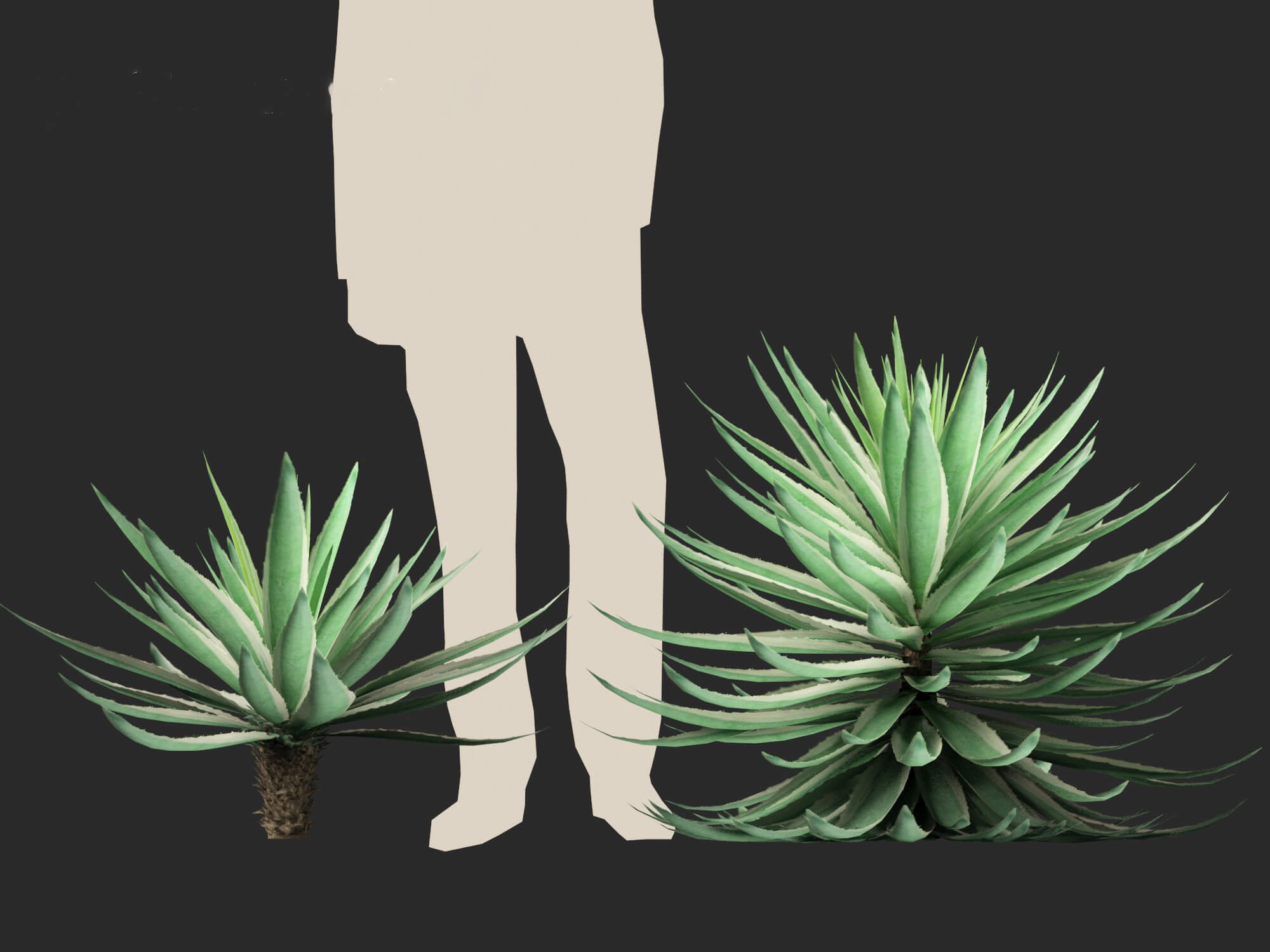 Agave Angustifolia - Variegated Caribbean Agave 3D Model by 3dgardenplants