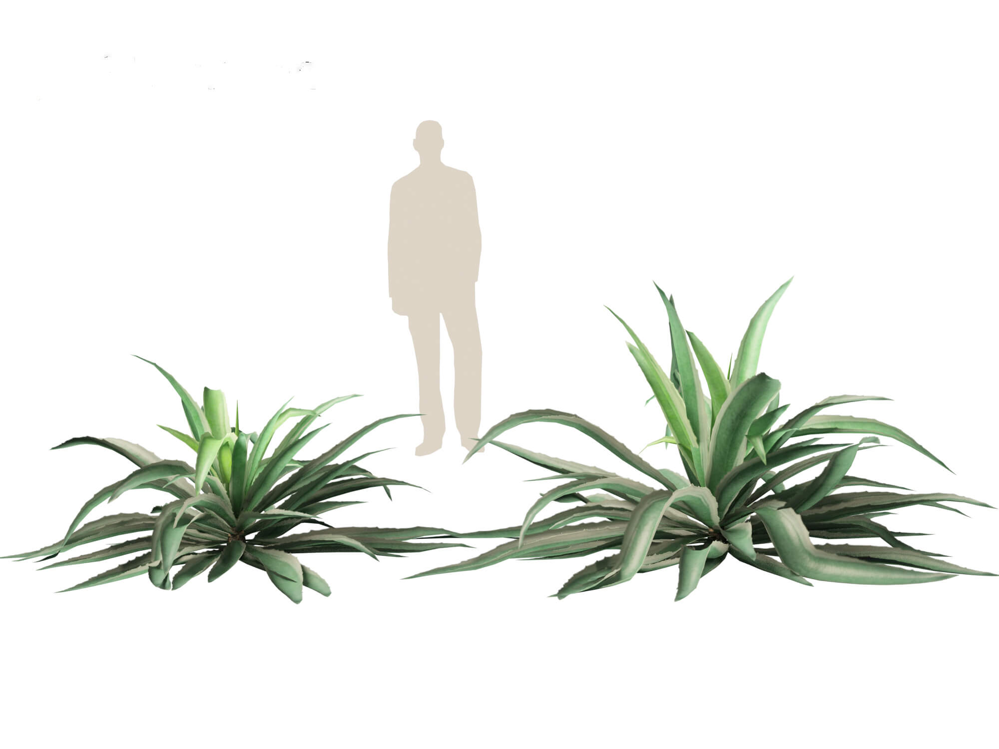 Agave Angustifolia - Variegated Caribbean Agave 3D Model by 3dgardenplants