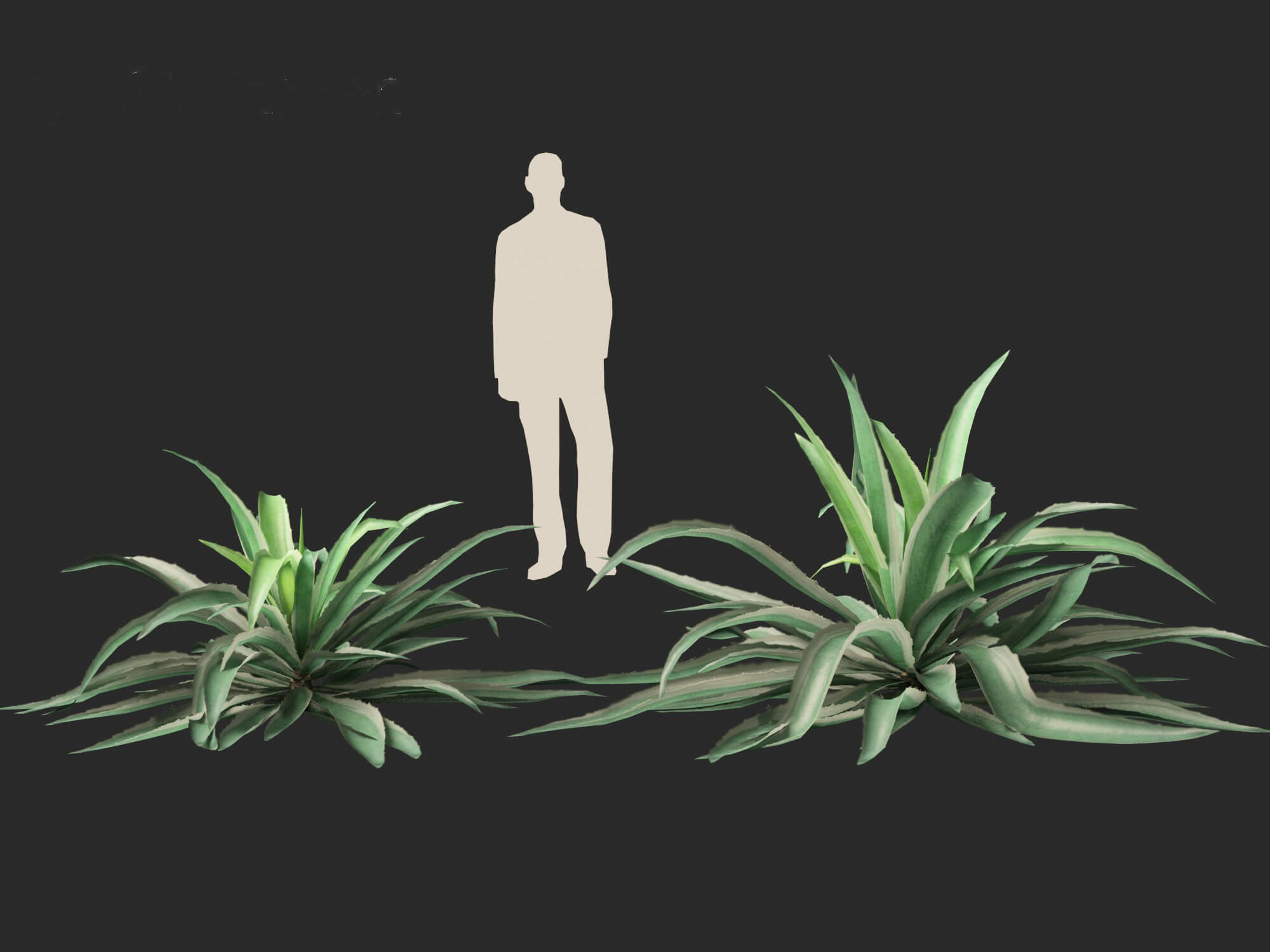 Agave Angustifolia - Variegated Caribbean Agave 3D Model by 3dgardenplants