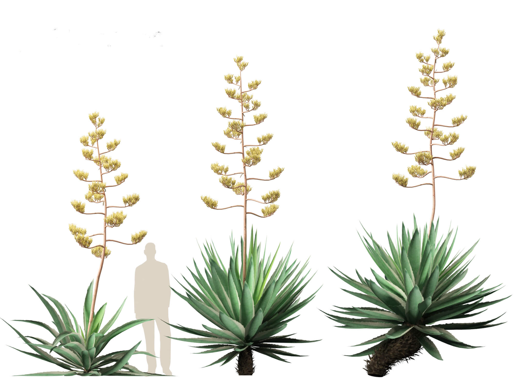 Agave Angustifolia - Variegated Caribbean Agave 3D Model by 3dgardenplants
