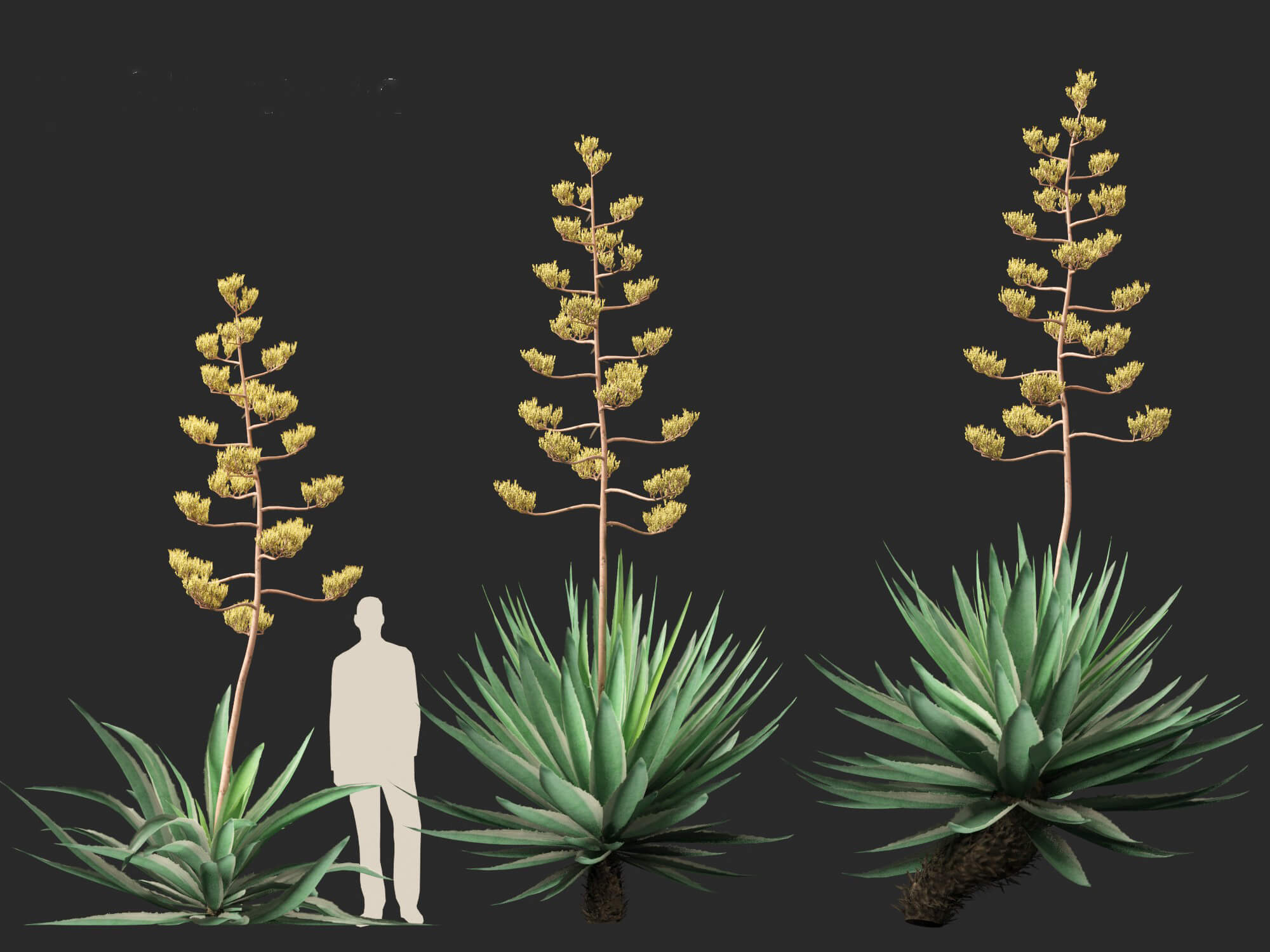 Agave Angustifolia - Variegated Caribbean Agave 3D Model by 3dgardenplants