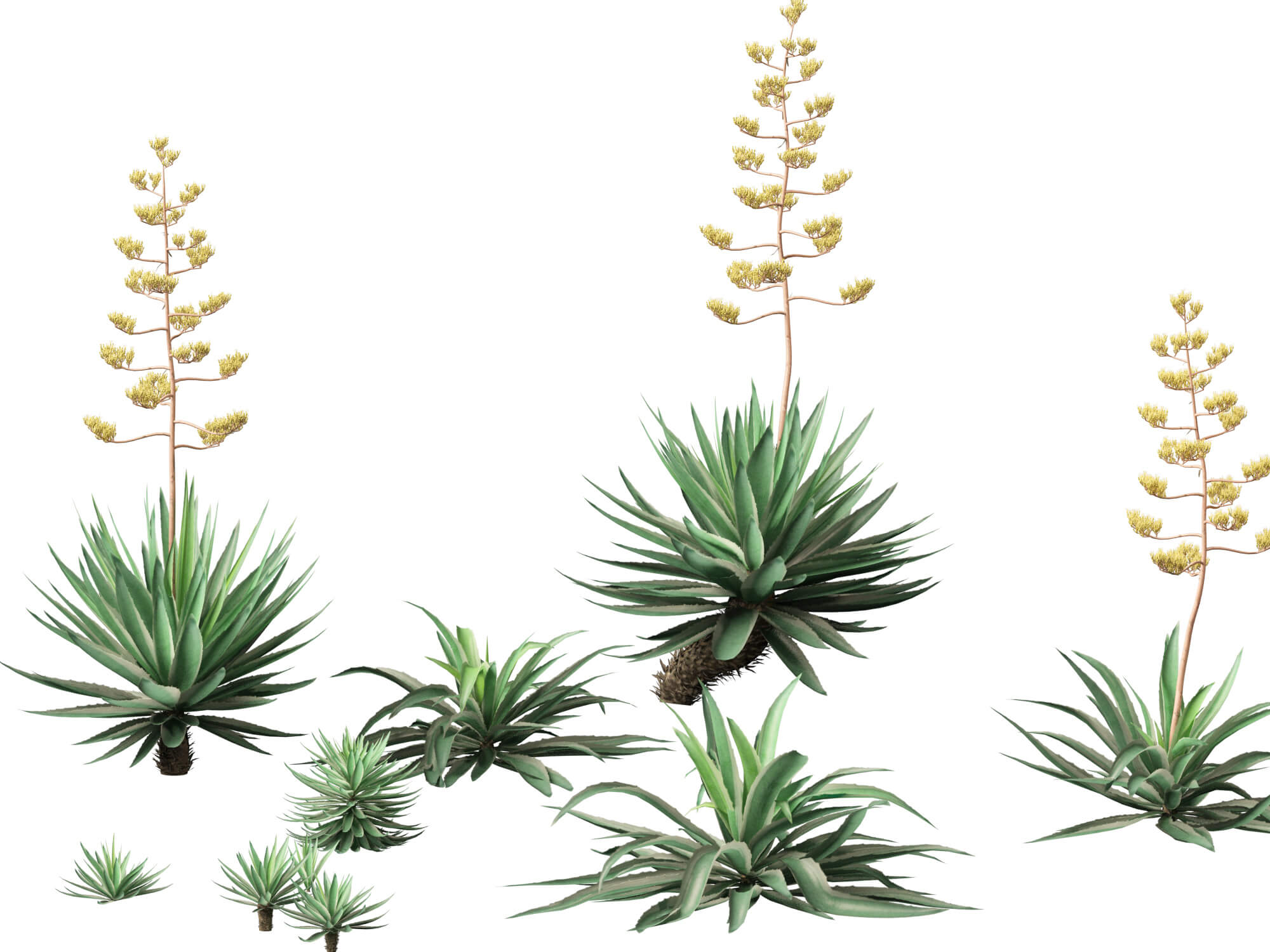 Agave Angustifolia - Variegated Caribbean Agave 3D Model by 3dgardenplants