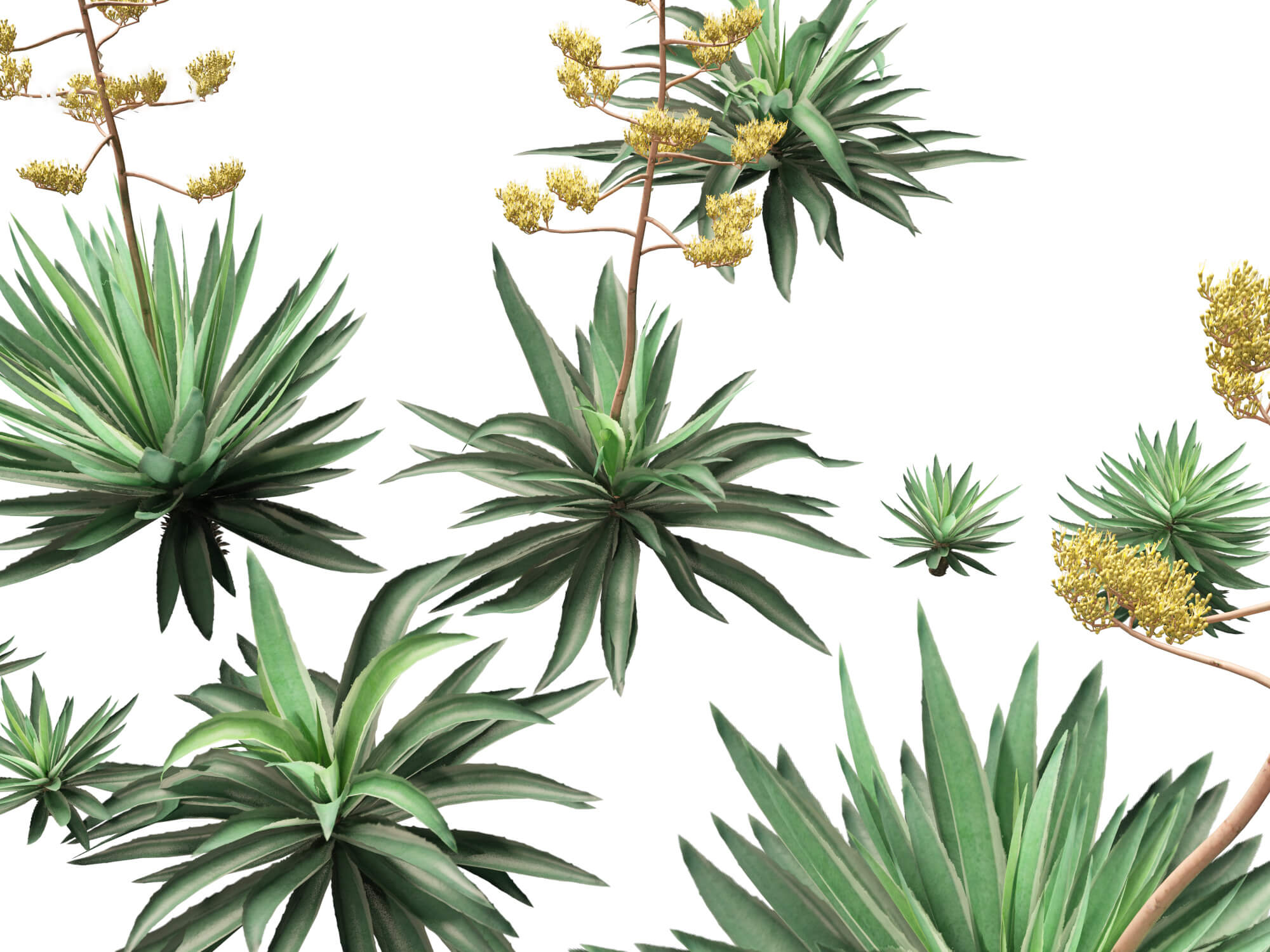 Agave Angustifolia - Variegated Caribbean Agave 3D Model by 3dgardenplants