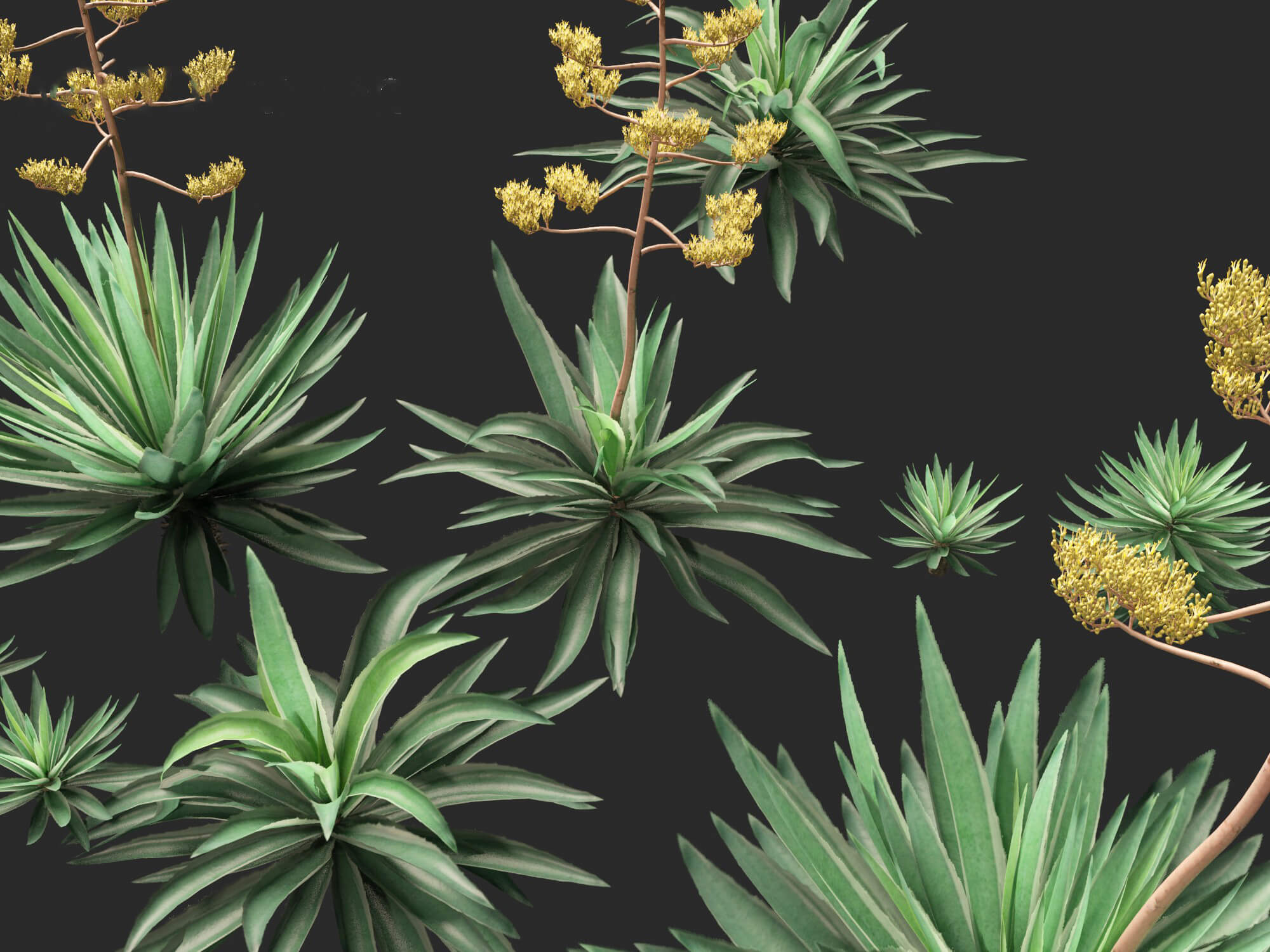 Agave Angustifolia - Variegated Caribbean Agave 3D Model by 3dgardenplants