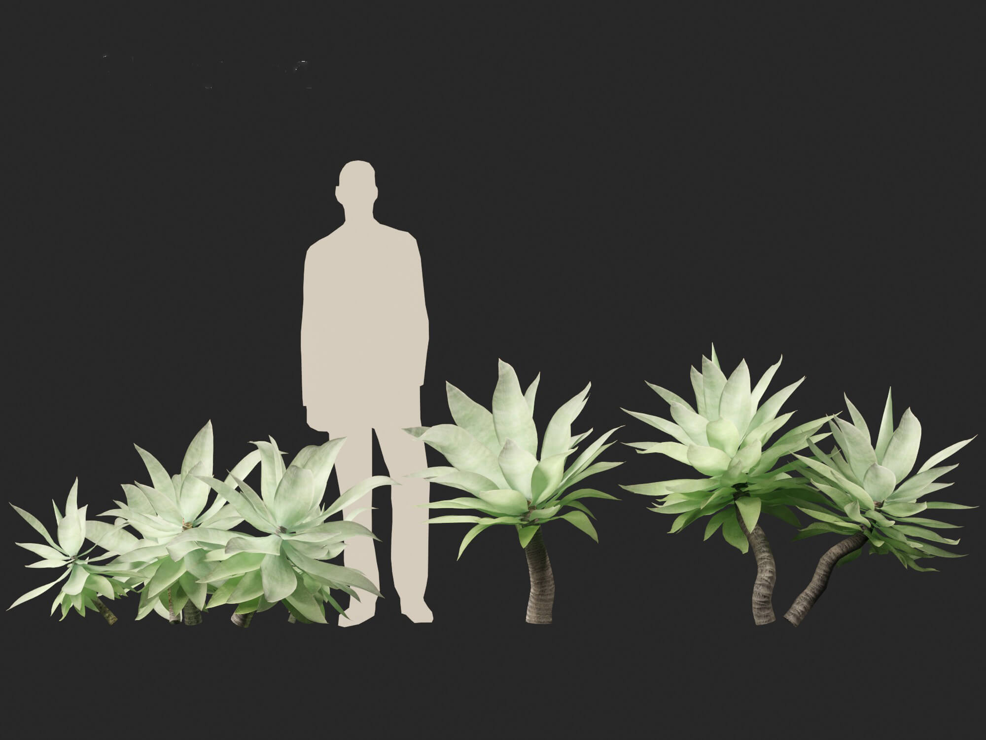 Agave Attenuata - Fox Tail Agave 3D Model by 3dgardenplants