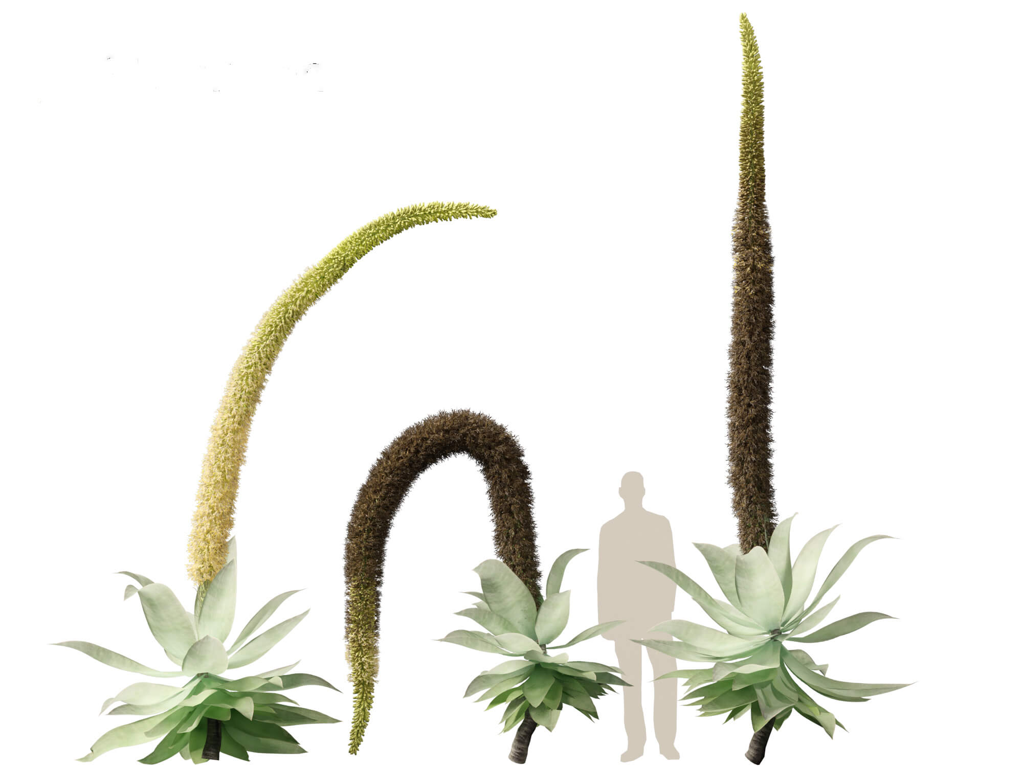 Agave Attenuata - Fox Tail Agave 3D Model by 3dgardenplants