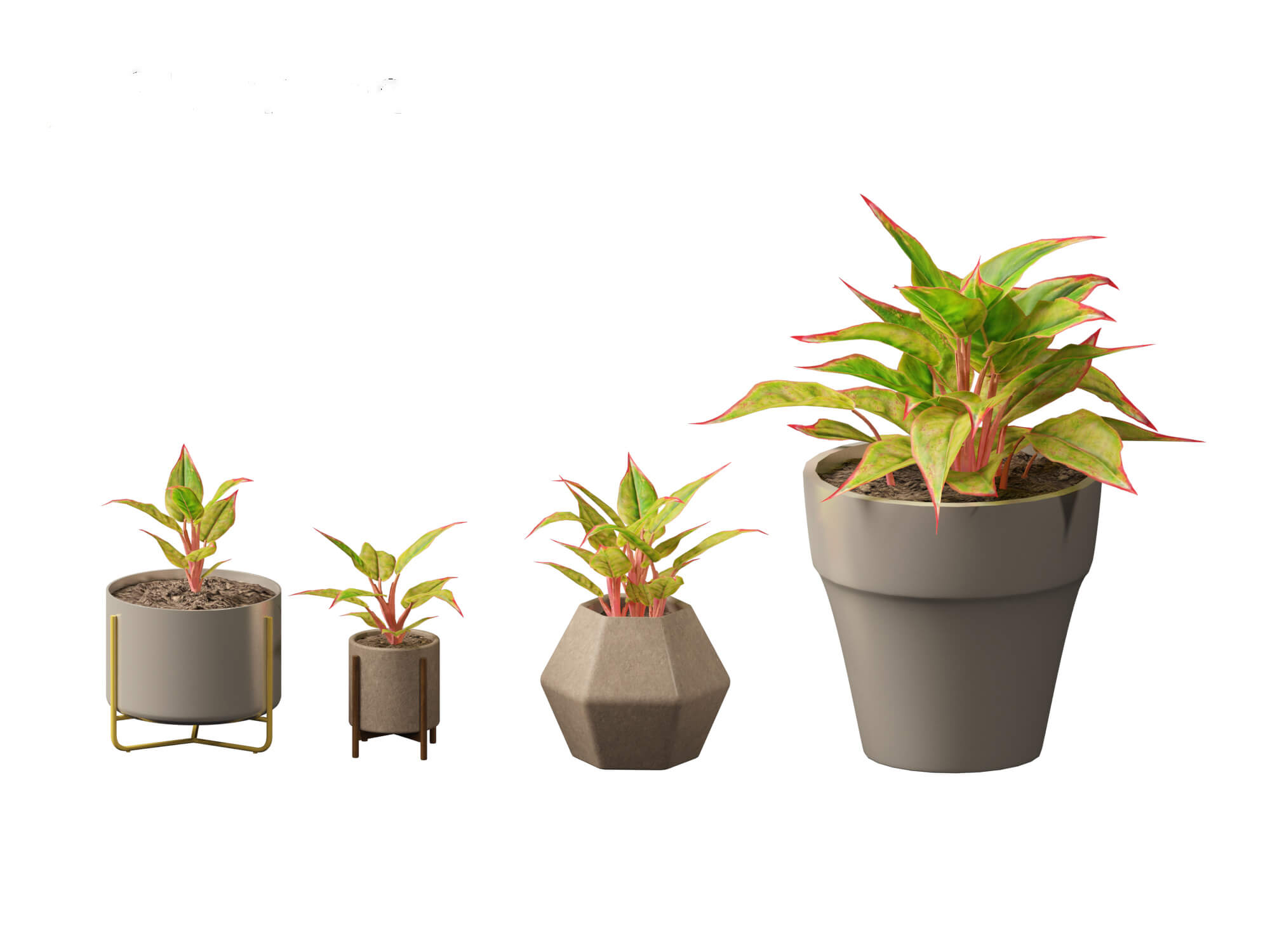 Aglaonema Crete - Chinese Evergreen 3D Model by 3dgardenplants