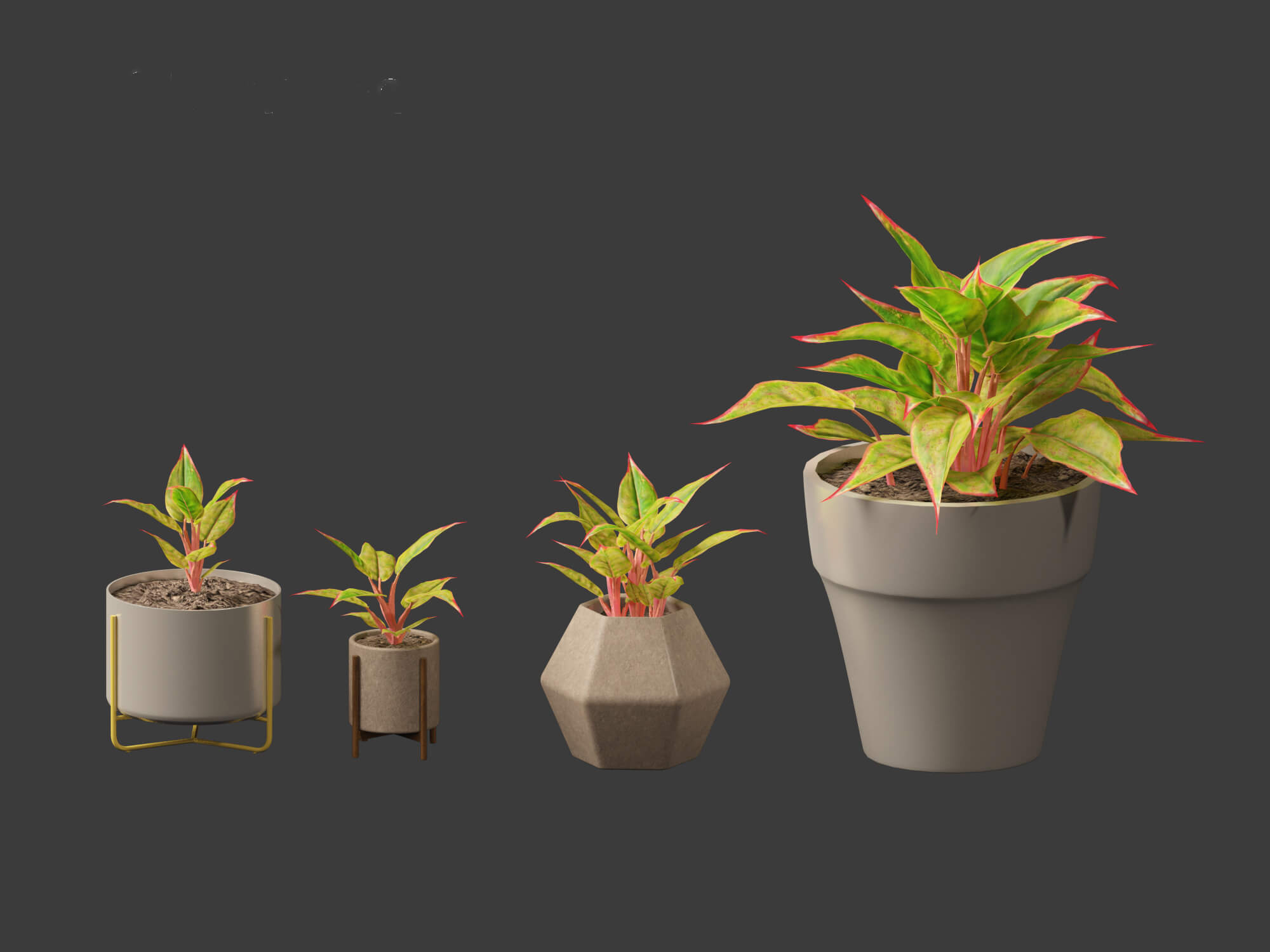 Aglaonema Crete - Chinese Evergreen 3D Model by 3dgardenplants