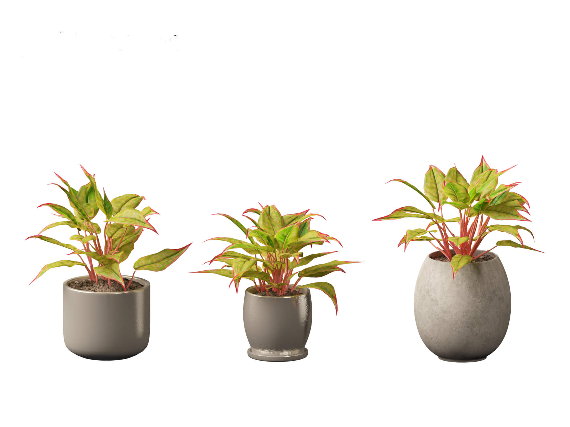 Aglaonema Crete - Chinese Evergreen 3D Model by 3dgardenplants